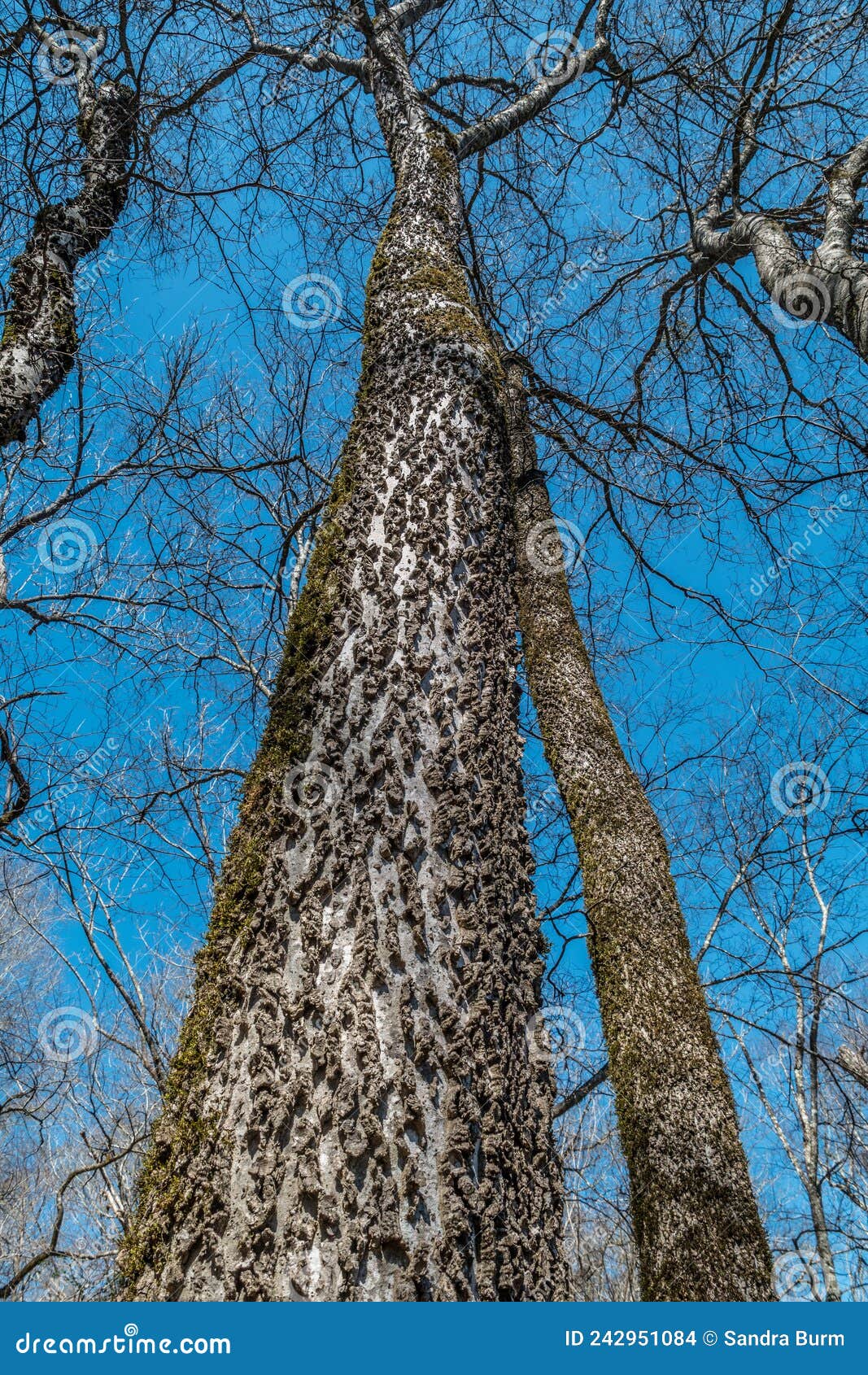 Hackberry tree with moss stock photo. Image of foreground - 242951084