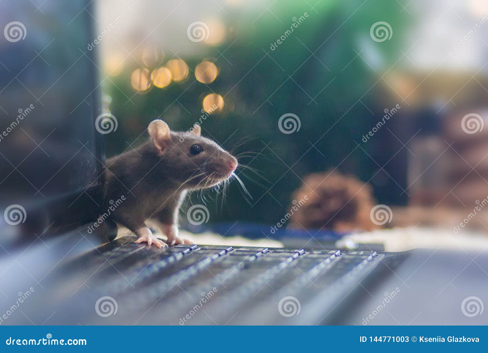 Hacker attack. Mouse black stock image. Image of chinese - 144771003
