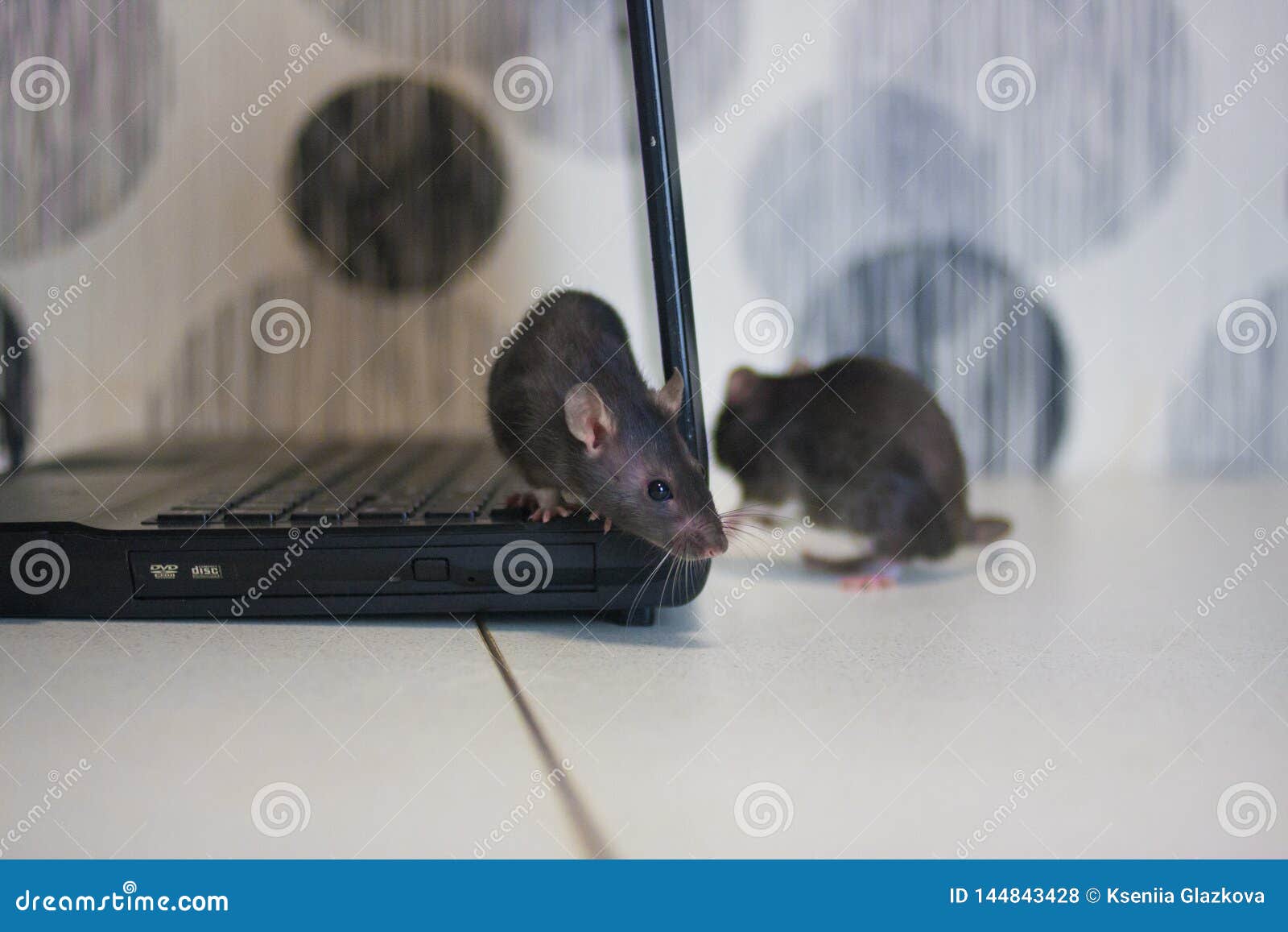 Rats Gray Symbol Of 2020. Inside The Cage Royalty-Free Stock ...