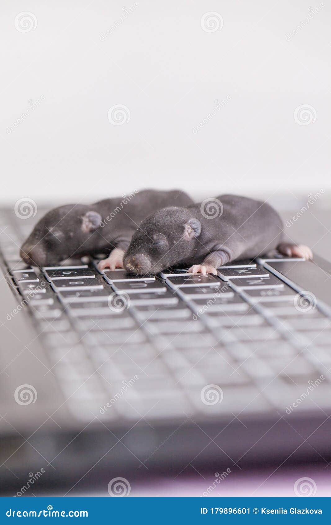 Hacker and Computer Hacking Concept. Little Dark Mice on Gadgets ...