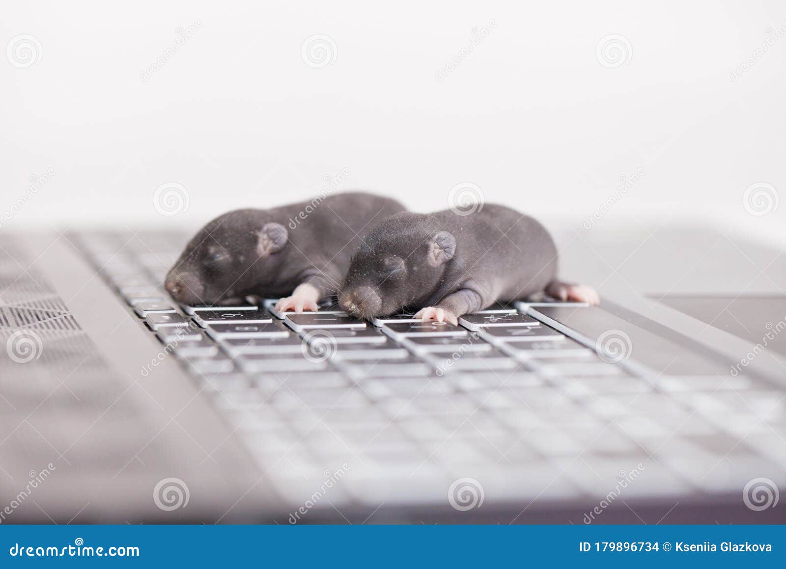 Hacker and Computer Hacking Concept. Little Dark Mice on Gadgets ...