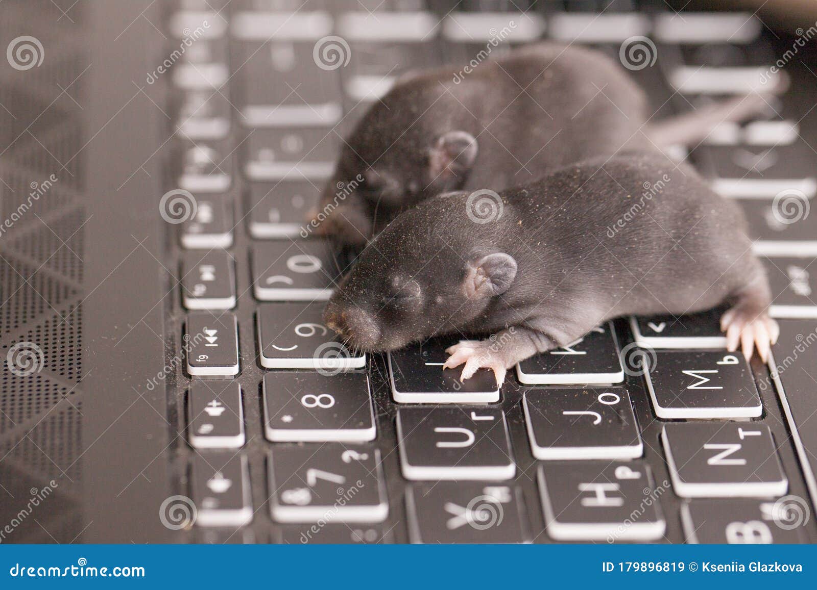 Hacker and Computer Hacking Concept. Little Dark Mice on Gadgets ...
