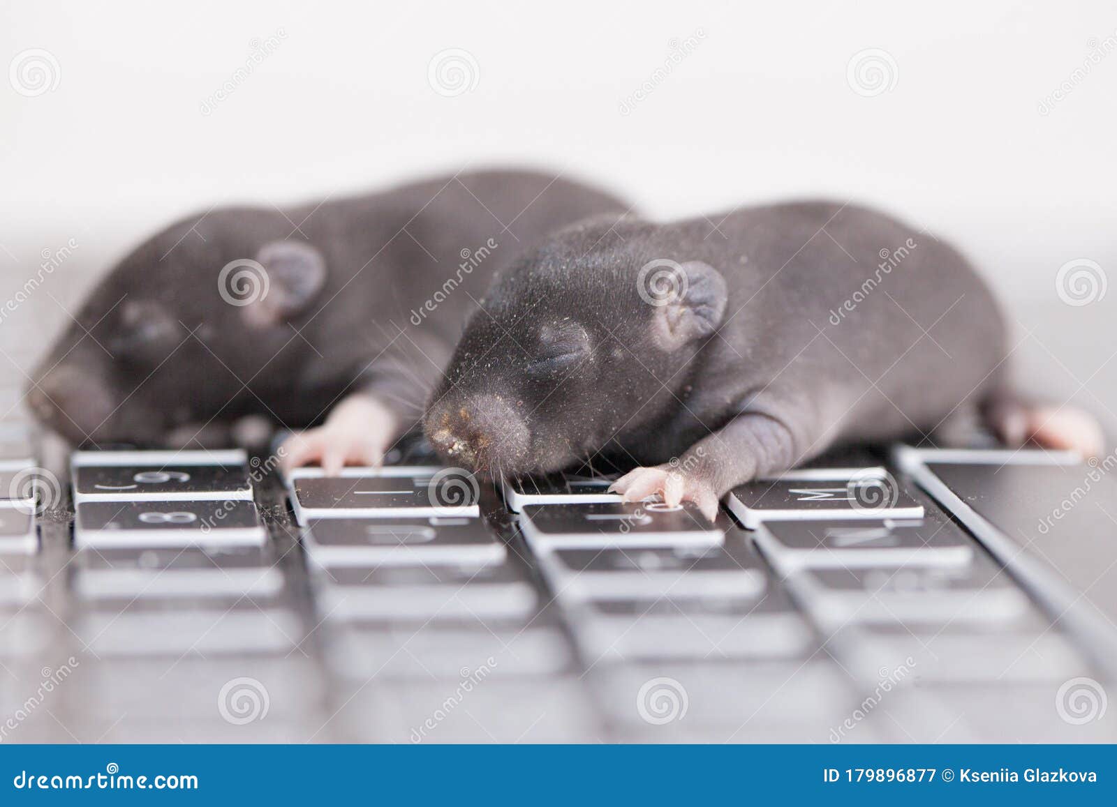 Hacker and Computer Hacking Concept. Little Dark Mice on Gadgets ...