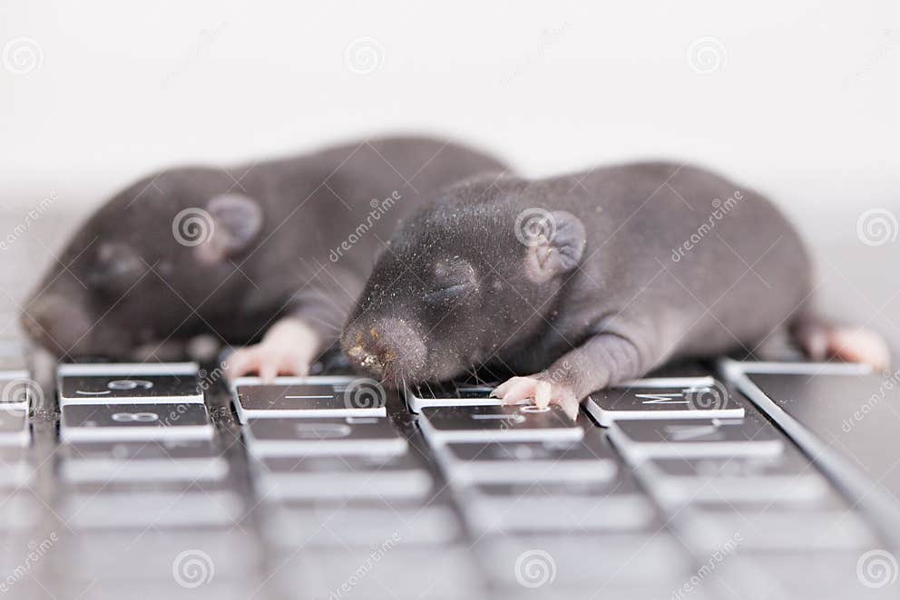 Hacker and Computer Hacking Concept. Little Dark Mice on Gadgets ...