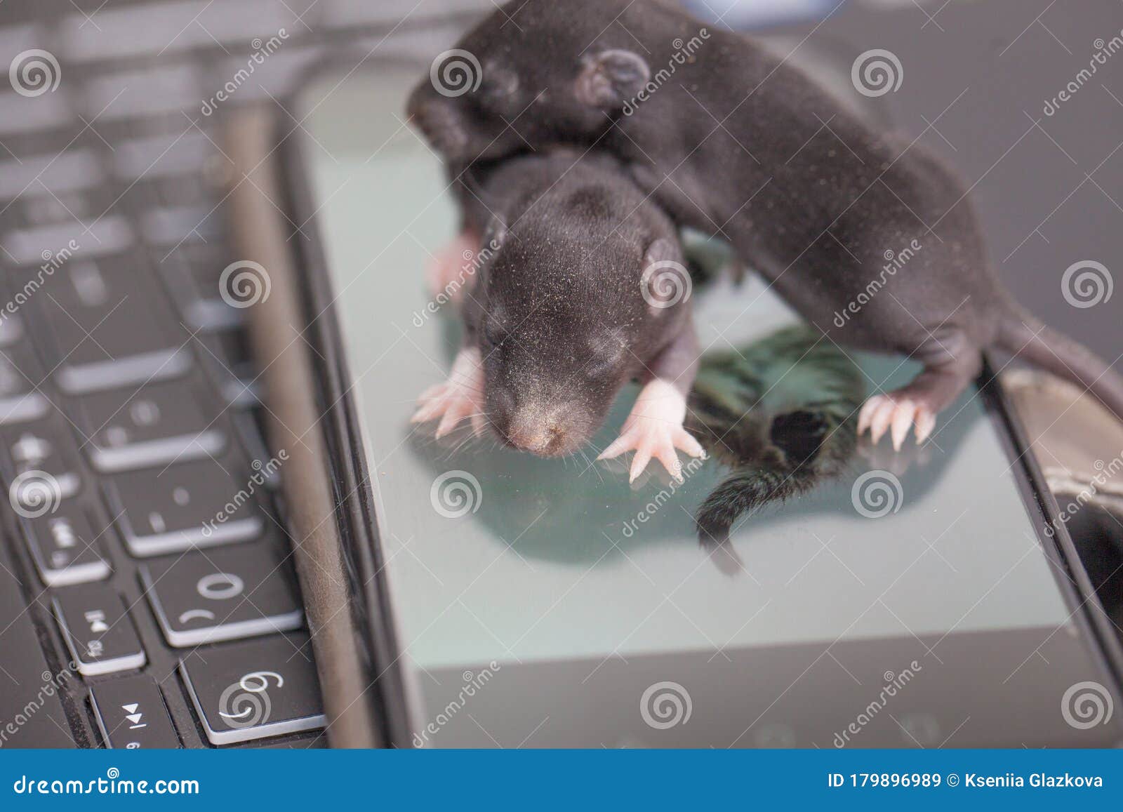 Hacker and Computer Hacking Concept. Little Dark Mice on Gadgets ...