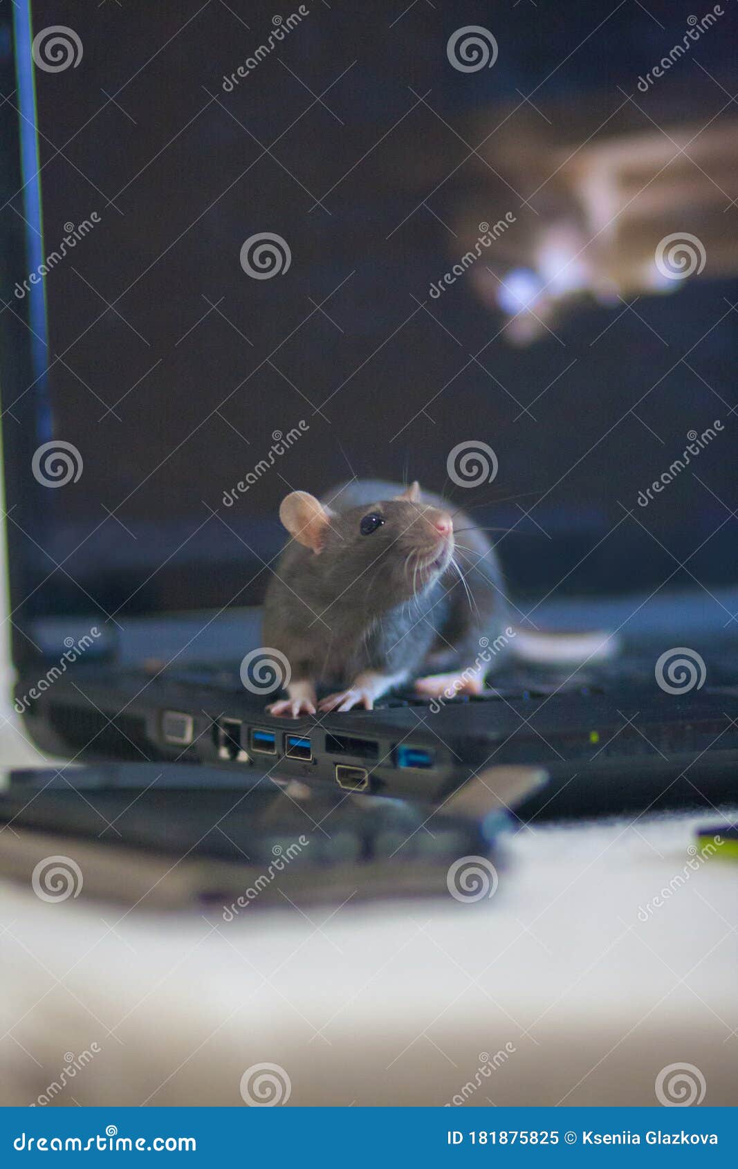 Hacker De Ratas En Un Equipo Imagen de archivo - Imagen de cola, virus ...