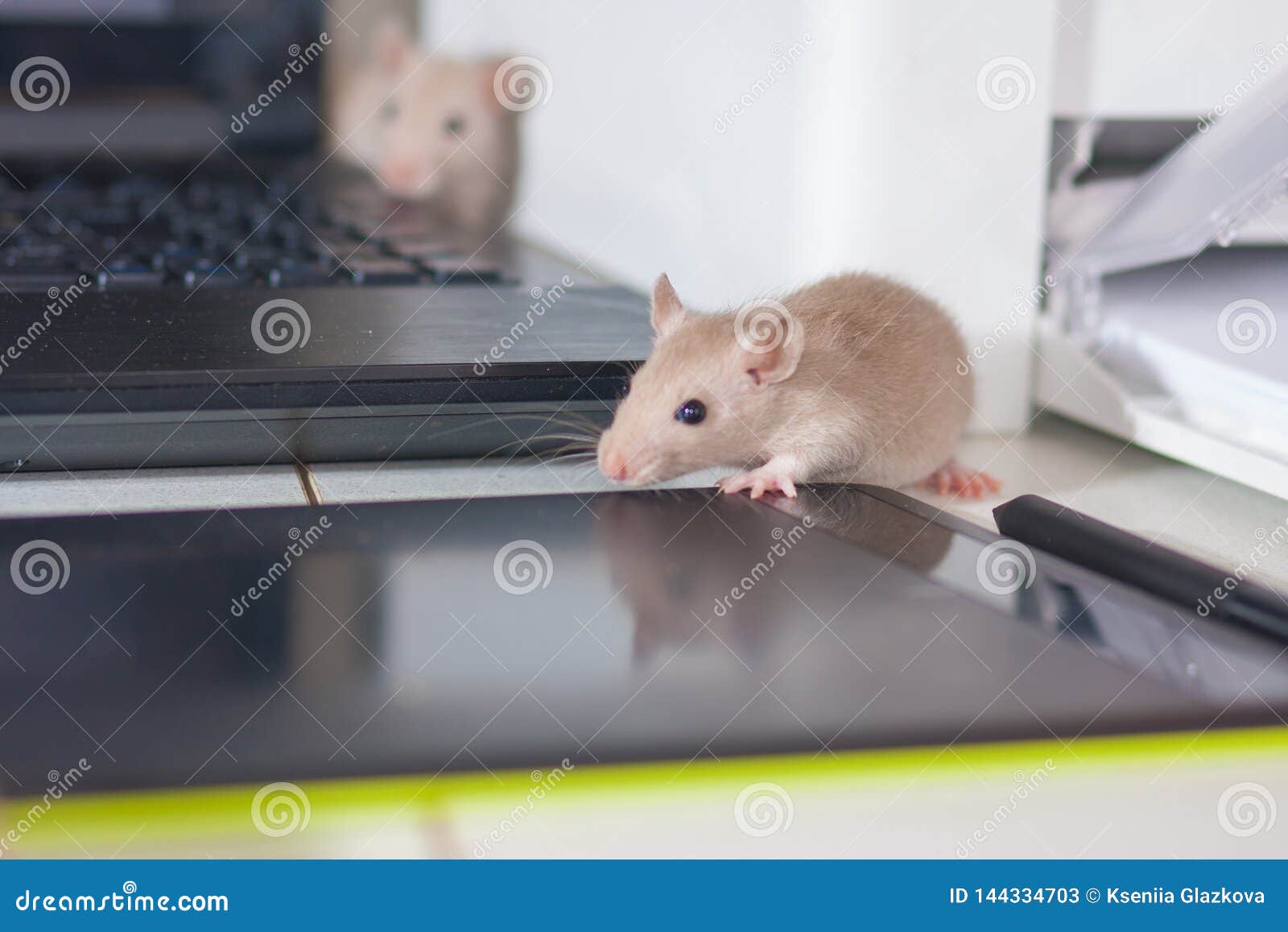 Hacker Otak. Hacking the Computer System Stock Image - Image of chinese ...