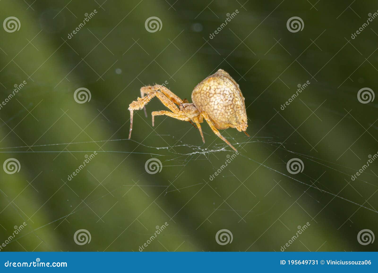 Hackled Orbweaver stock image. Image of background, ceiling - 195649731