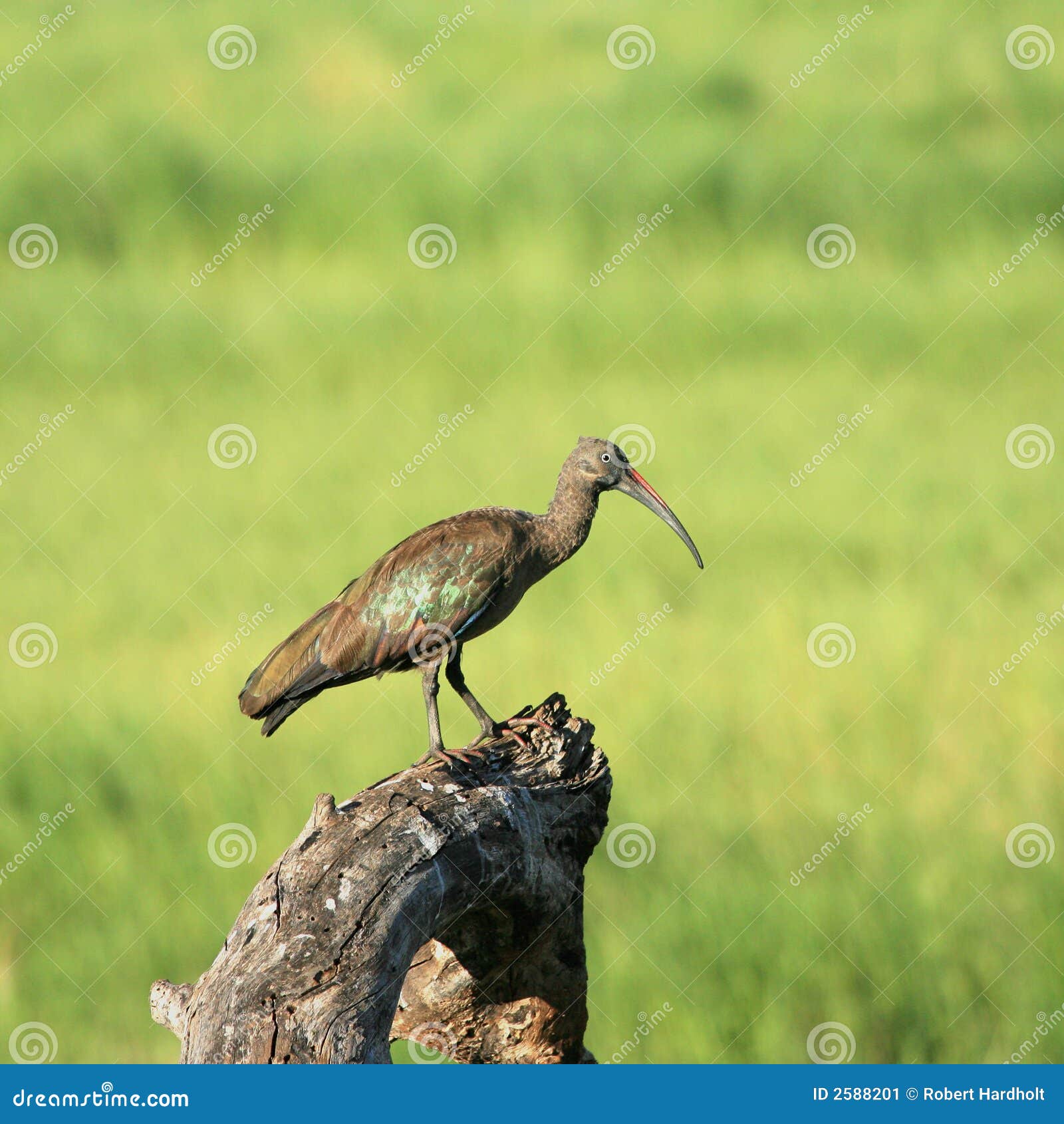 Hadada Ibis, Bostrychia Hagedash, Bird With Long Bill Sitting On The ...