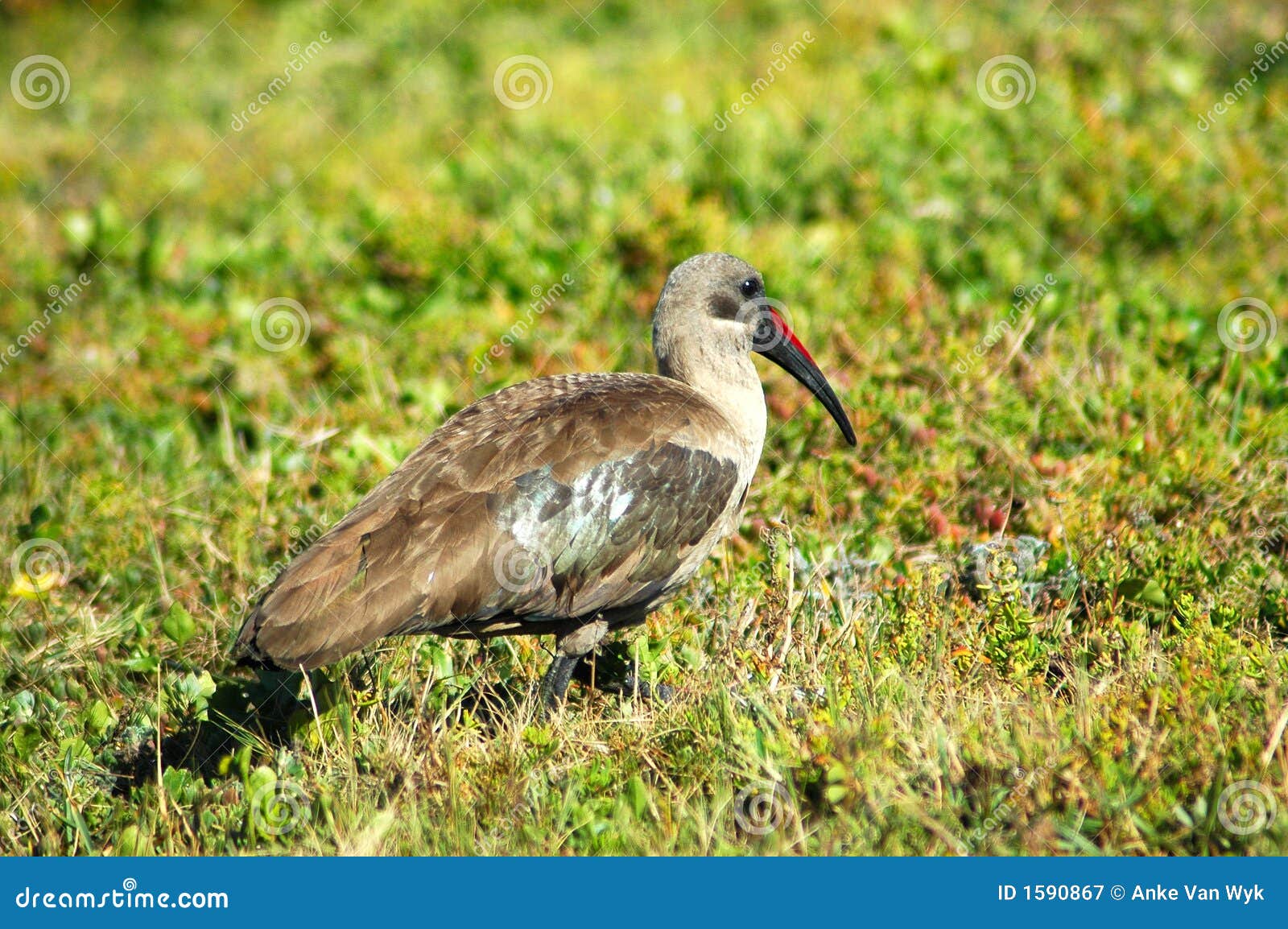Hadada Ibis bird stock image. Image of stood, nature, background - 1590867