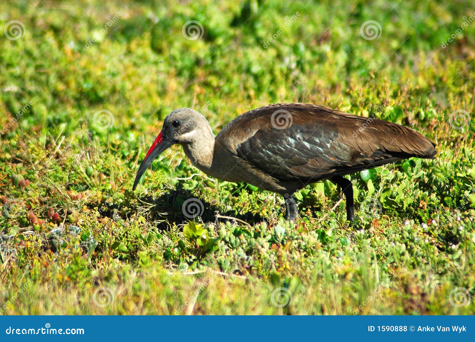 Hadada Ibis bird stock photo. Image of side, ibis, hunting - 1590888