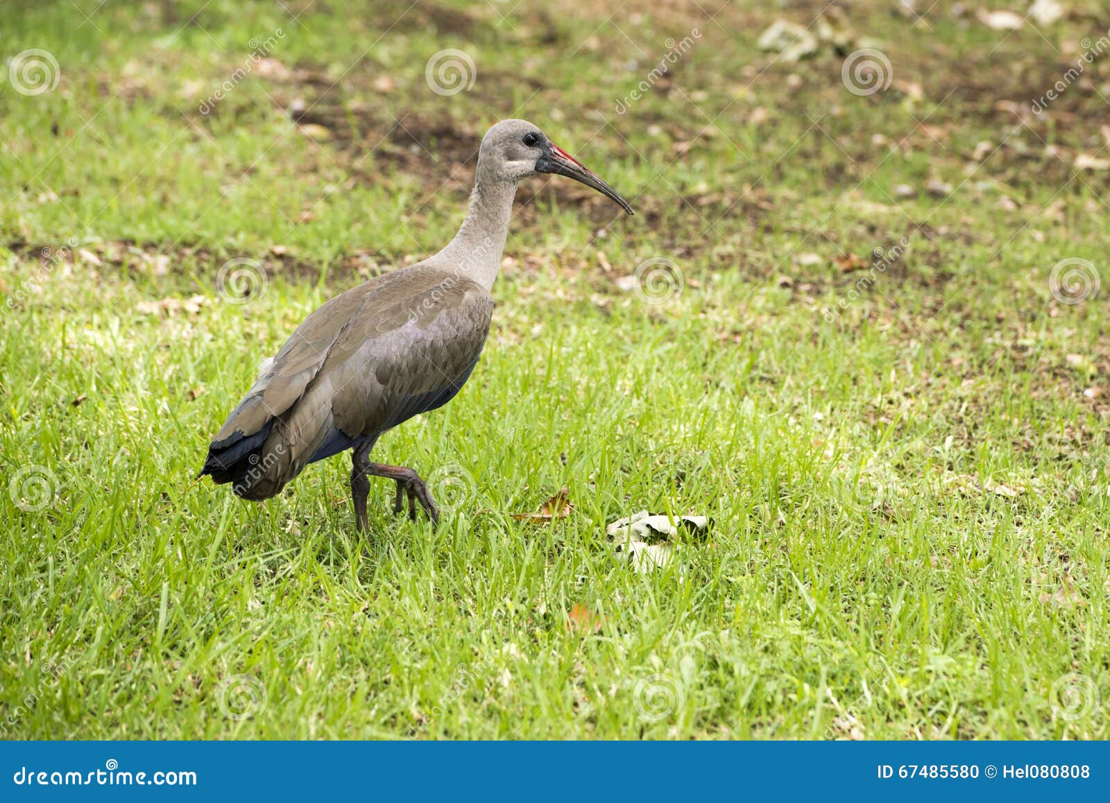 Hadada Ibis Bird stock photo. Image of beak, african - 67485580