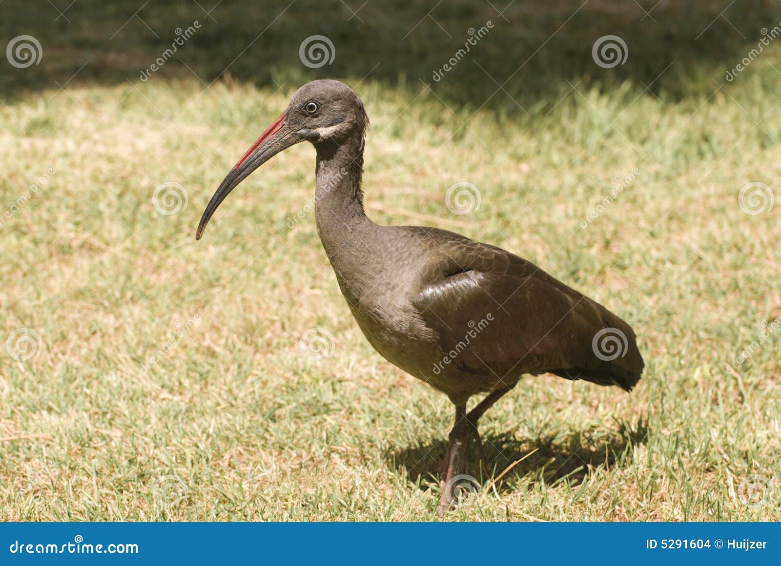 Hadada Ibis, Bostrychia Hagedash, Bird With Long Bill Sitting On The ...