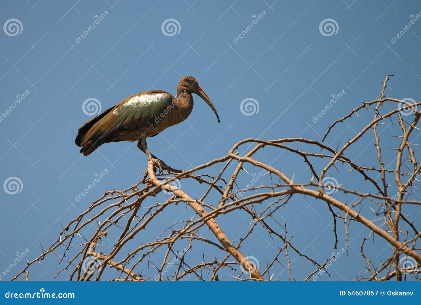 Hadada ibis stock image. Image of africa, beak, hagedash - 54607857