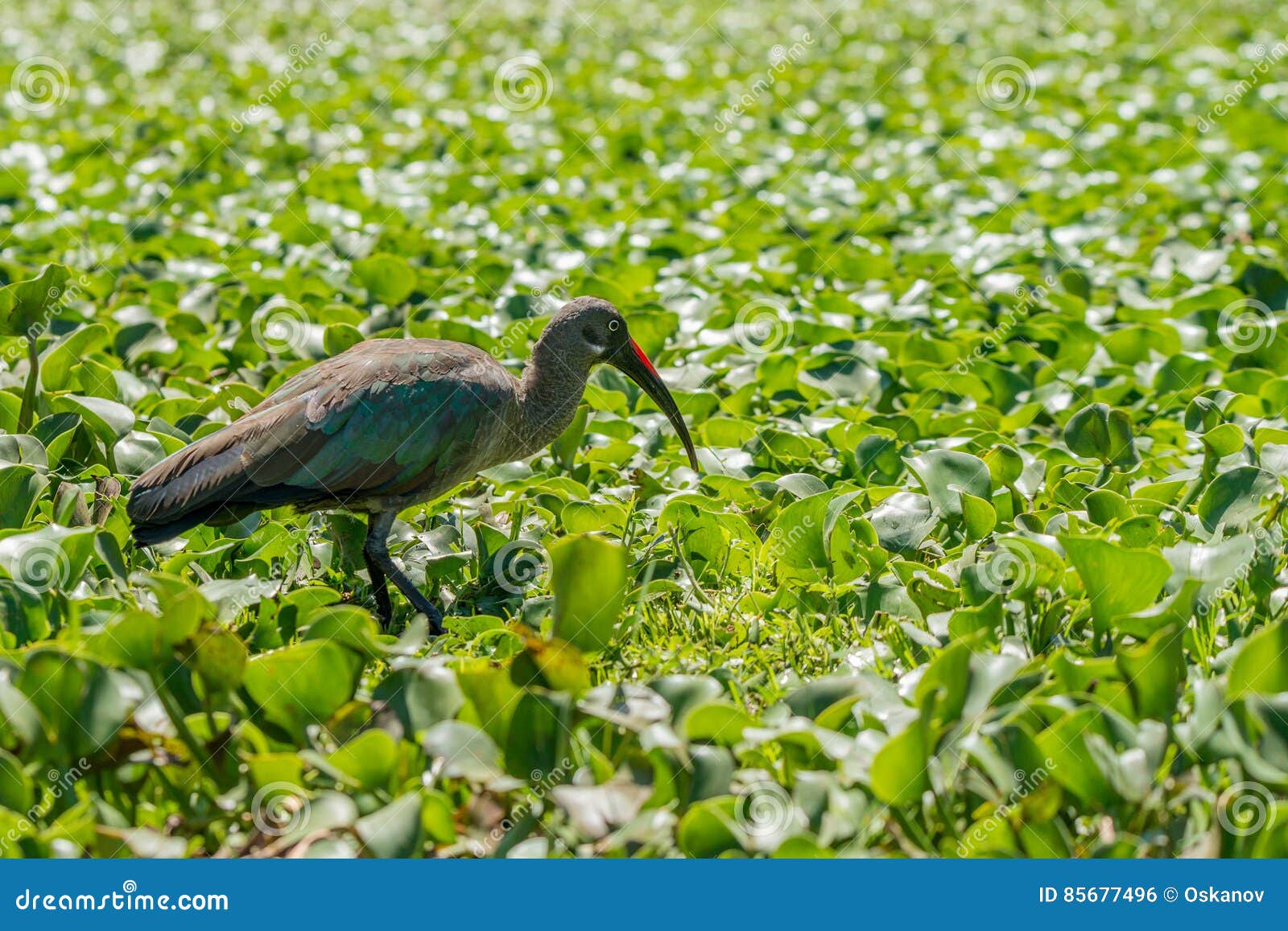 Hadada Ibis or Bostrychia Hagedash Stock Photo - Image of lake, hadeda ...