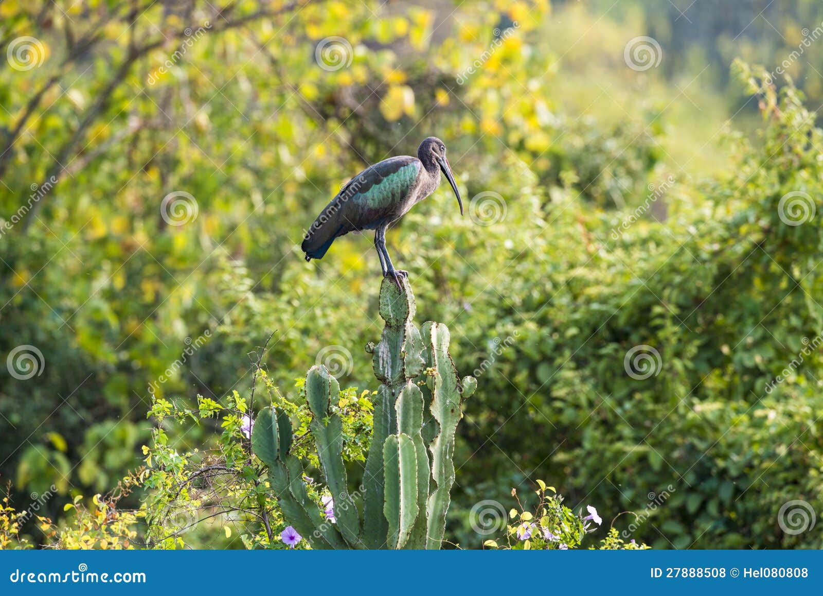 Hadada Ibis Bostrychia Hagedash, Also Called Hadeda And African Sacred ...