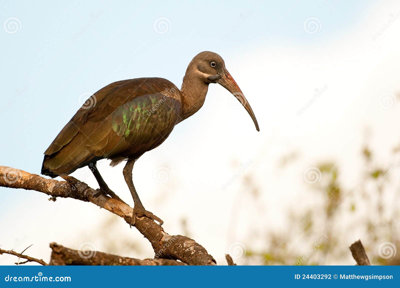 Hadada Ibis Kenya Africa stock photo. Image of grey, hagedash - 24403292