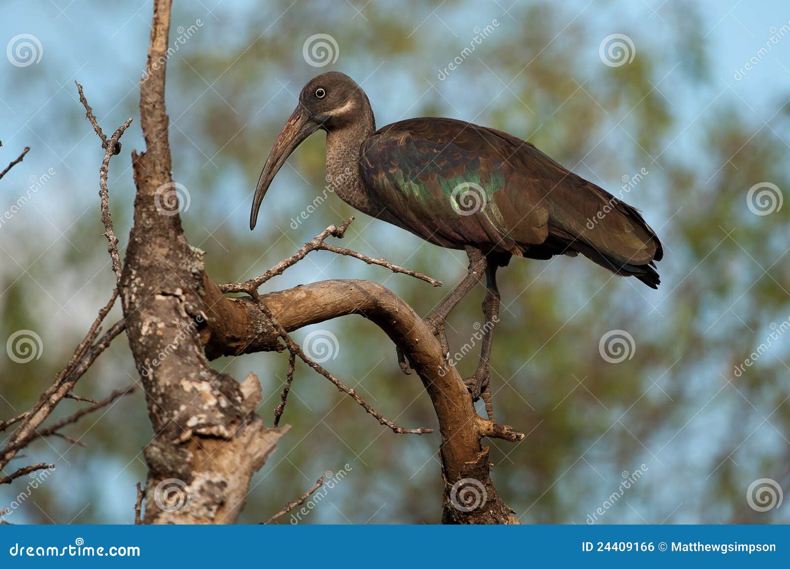 Hadada Ibis, Bostrychia Hagedash, Bird With Long Bill Sitting On The ...