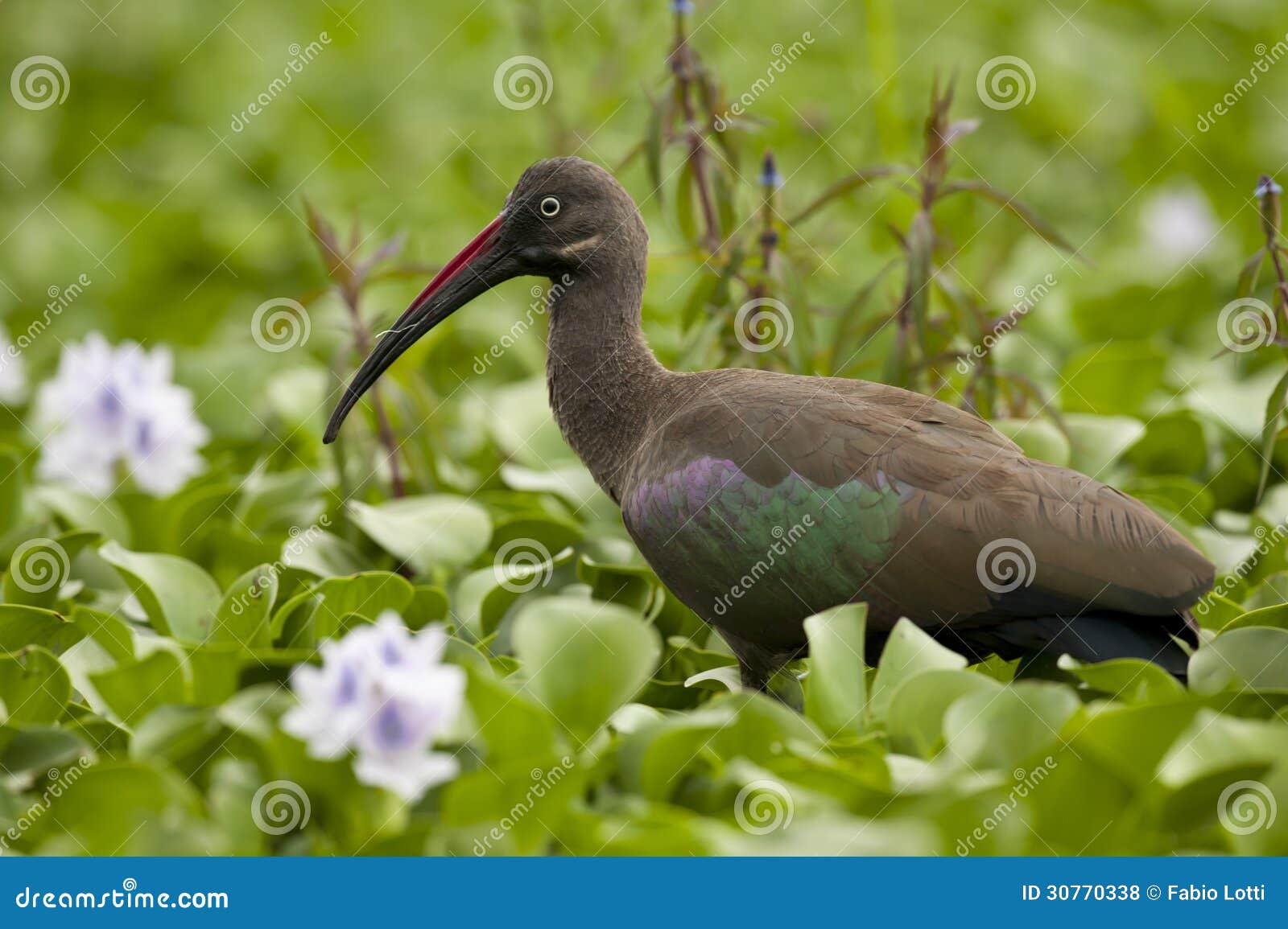 Hadada Ibis, Bostrychia Hagedash, Bird With Long Bill Sitting On The ...