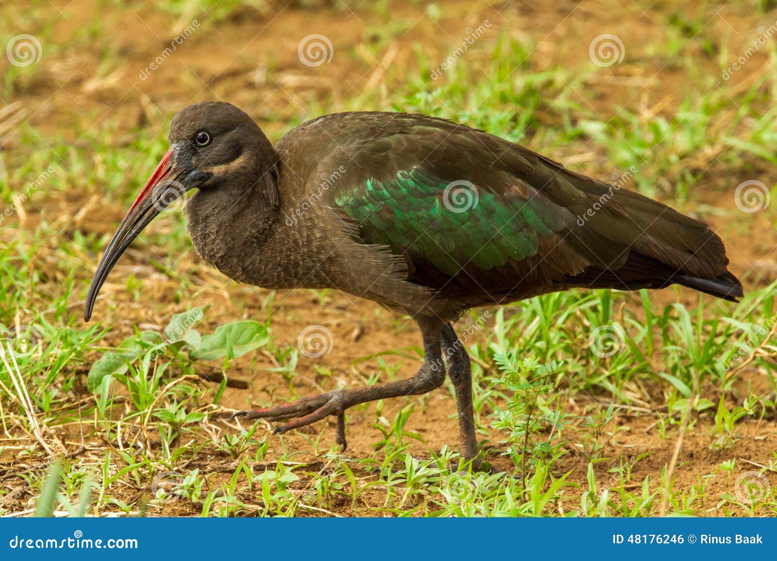 Hadada Ibis Bostrychia Hagedash, Also Called Hadeda And African Sacred ...