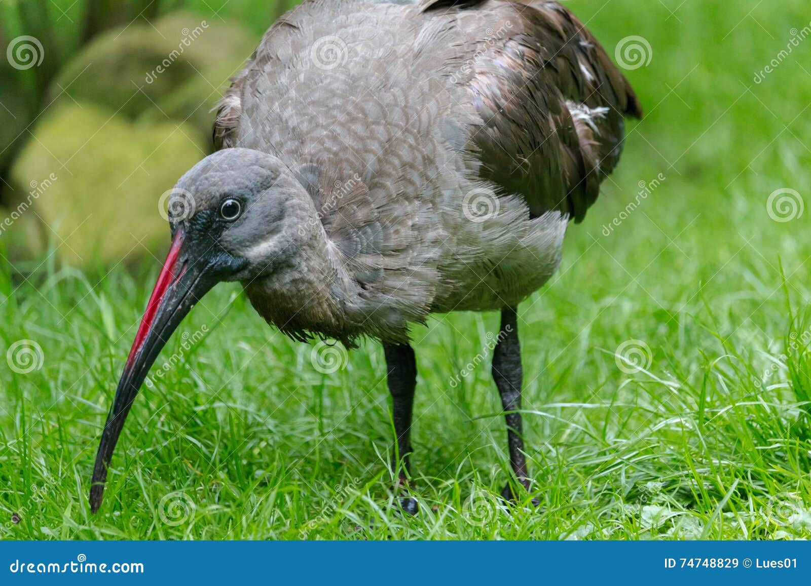 Hadada ibis stock image. Image of natural, bird, hadada - 74748829