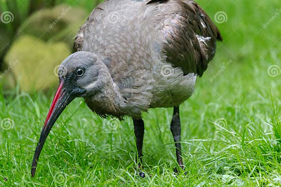 Hadada ibis stock image. Image of natural, bird, hadada - 74748829