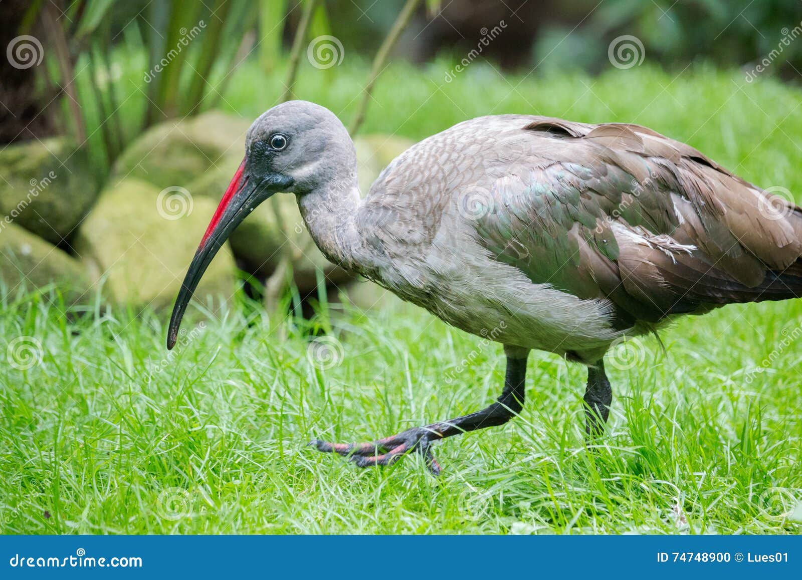 Hadada ibis stock photo. Image of life, closeup, hadada - 74748900
