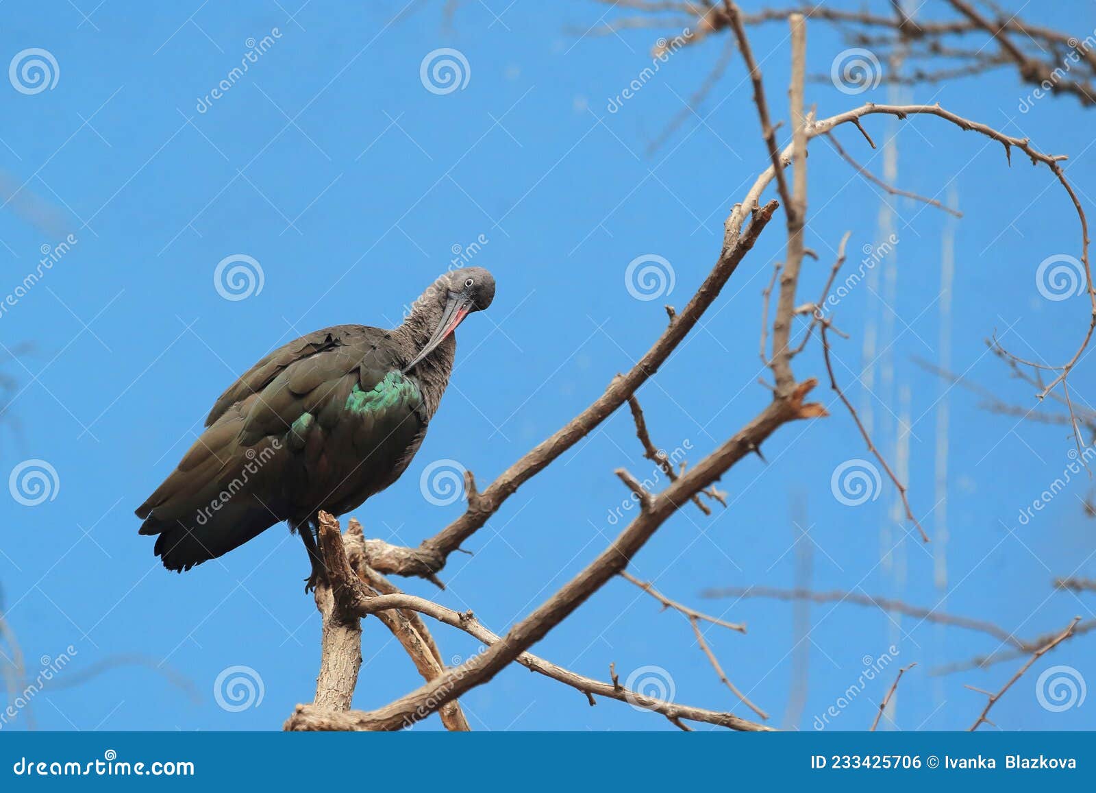 Hadada ibis stock photo. Image of bird, hadeda, nature - 233425706