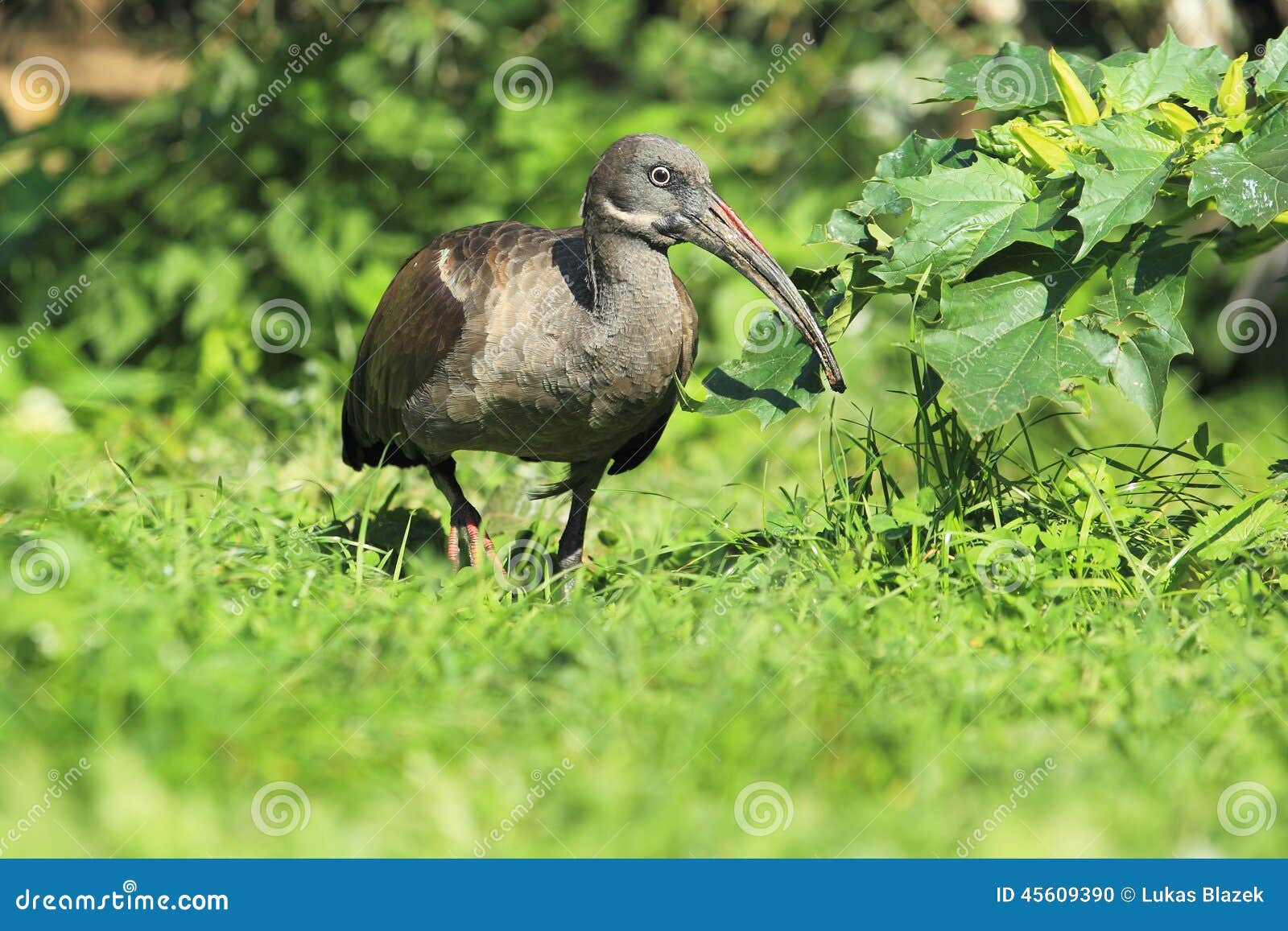 Hadada Ibis, Bostrychia Hagedash, Bird With Long Bill Sitting On The ...