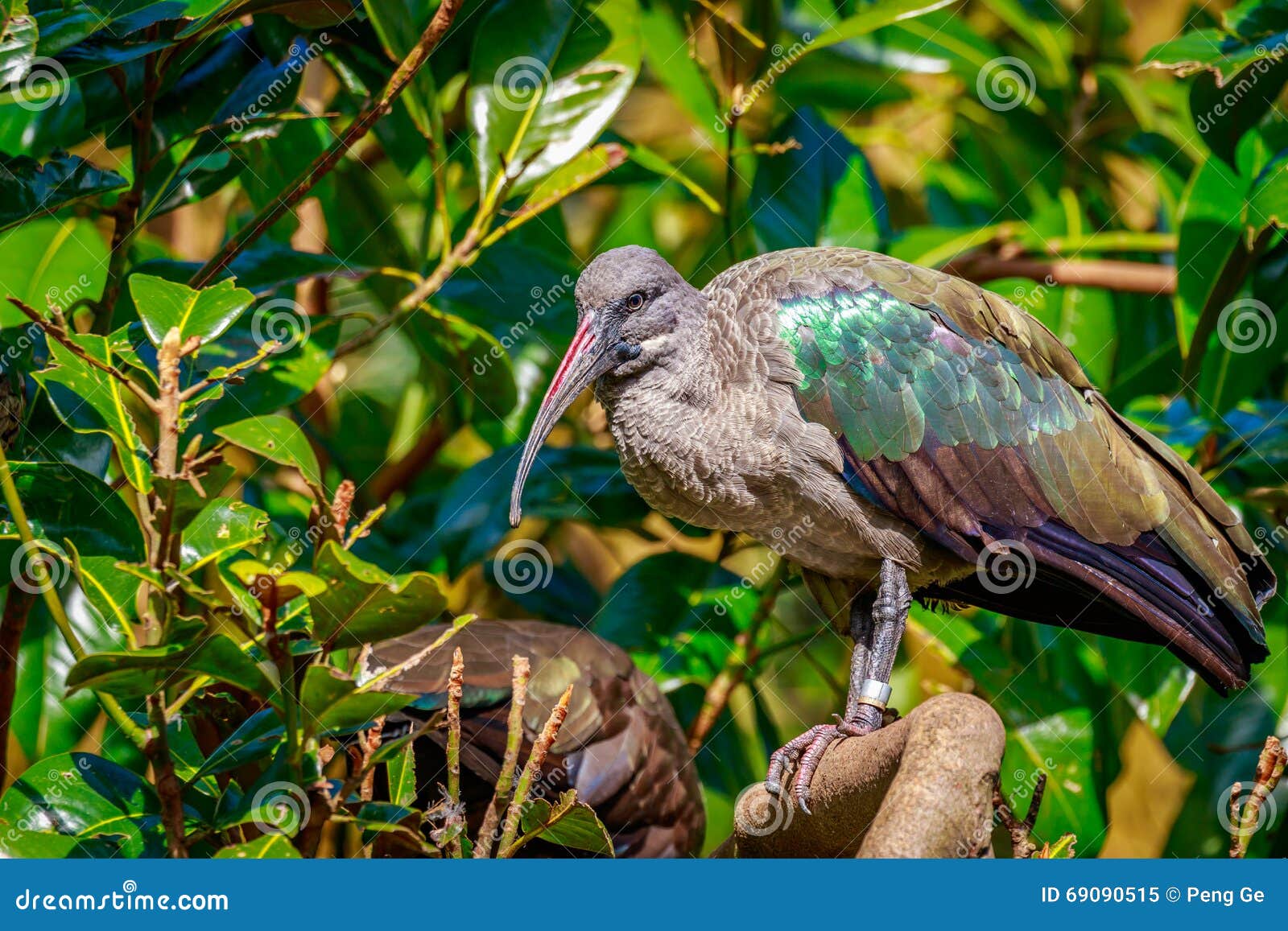 Hadada Ibis on Tree Branch stock image. Image of birds - 69090515