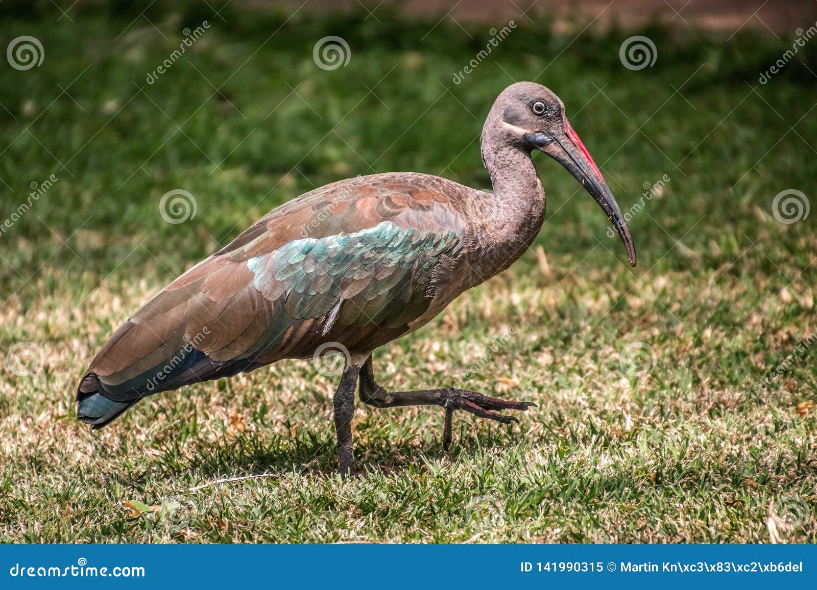 Hadada Ibis Walking on Grass Stock Image - Image of africa, ibis: 141990315