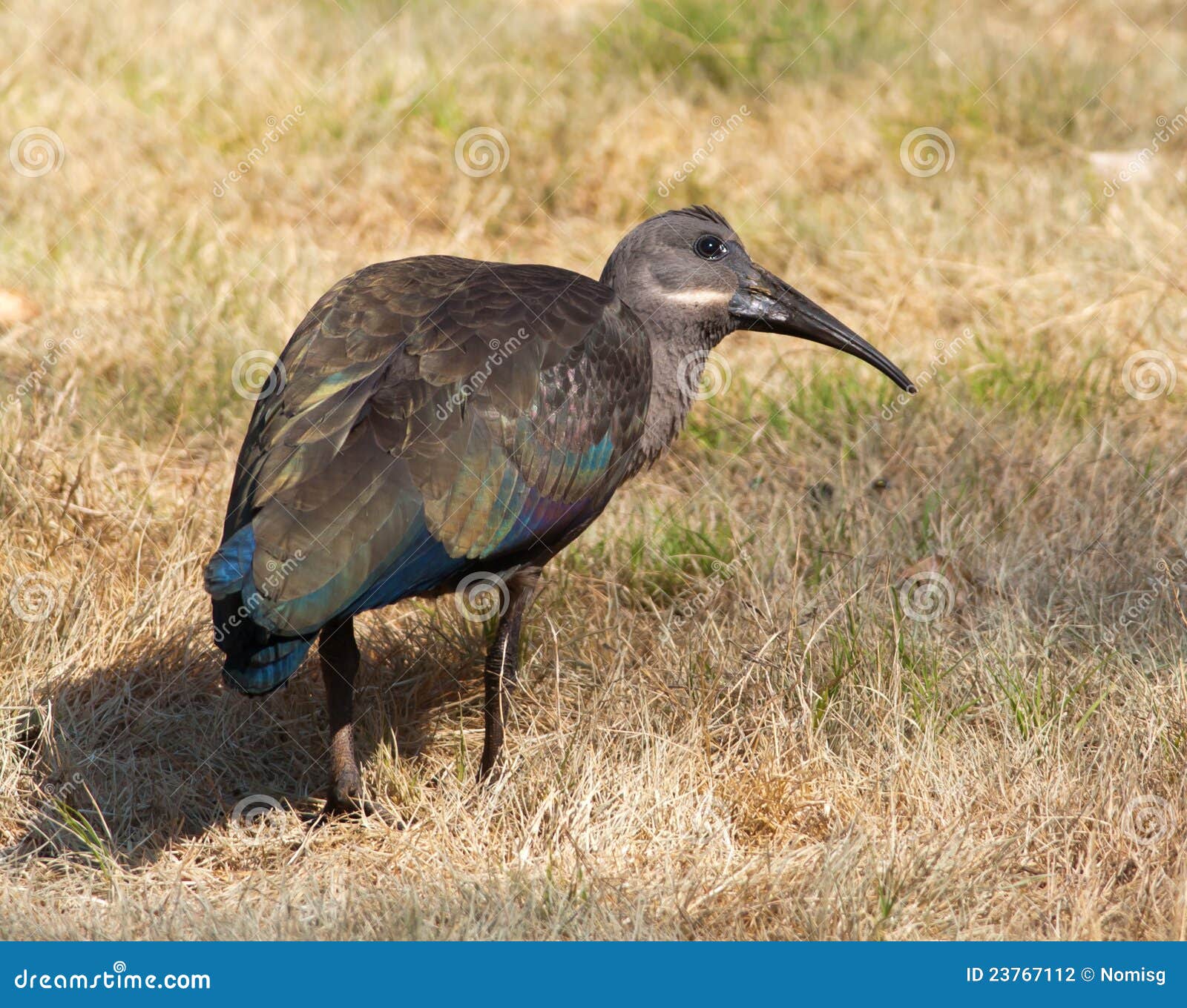 Hadada showing wing detail stock photo. Image of ibis - 23767112