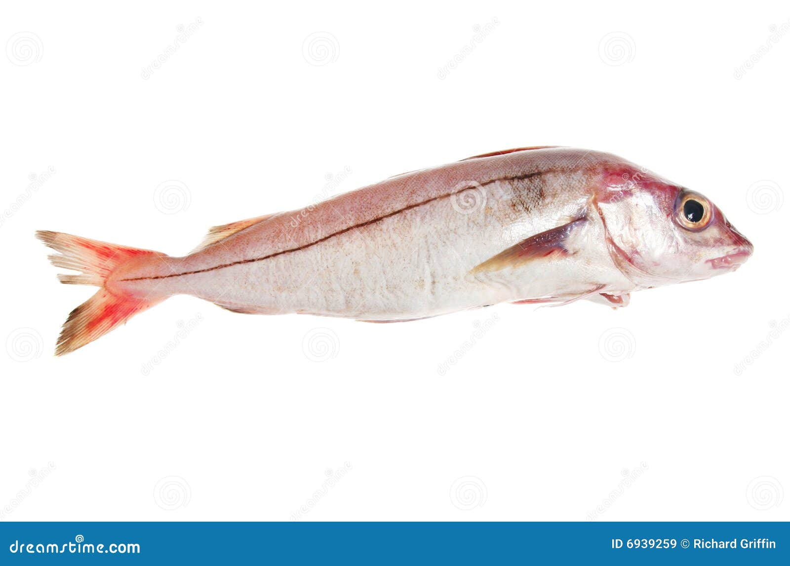 Haddock stock image. Image of mouth, creature, head, tail - 6939259