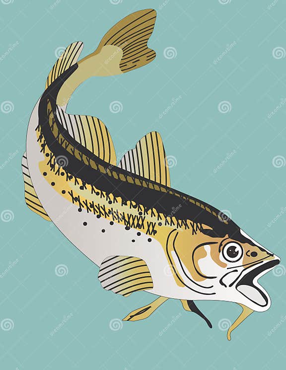 Haddock fish stock illustration. Illustration of commercial - 12265368