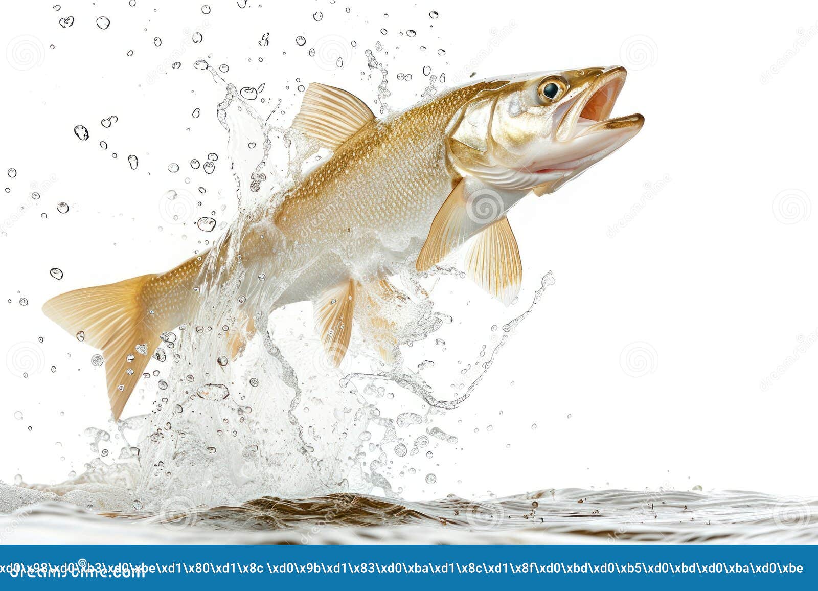 Haddock Fish On Black Background Royalty-Free Stock Photo ...