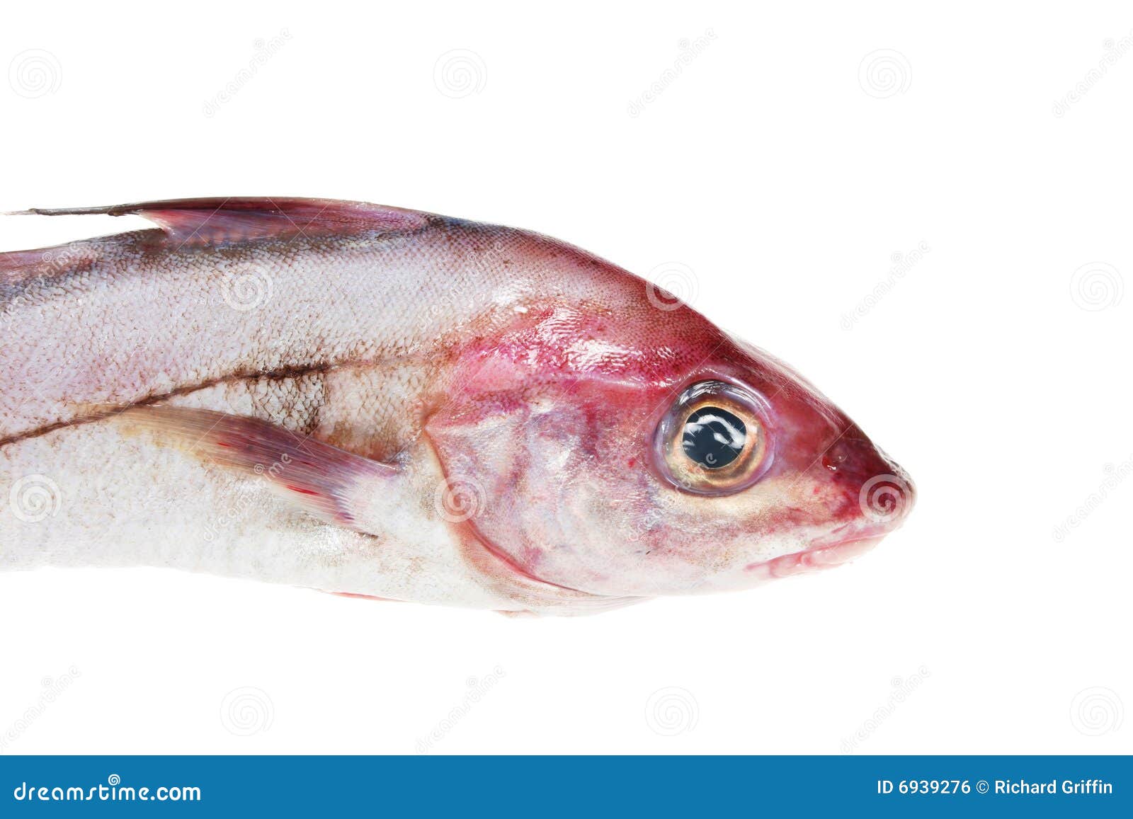 Haddock head stock photo. Image of face, head, mouth, gill - 6939276