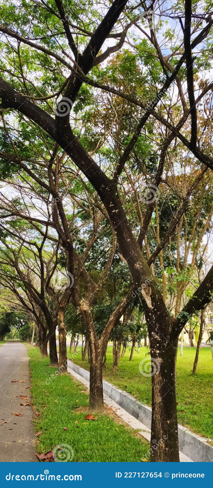 Hade Tree Stock Photos - Free & Royalty-Free Stock Photos from Dreamstime