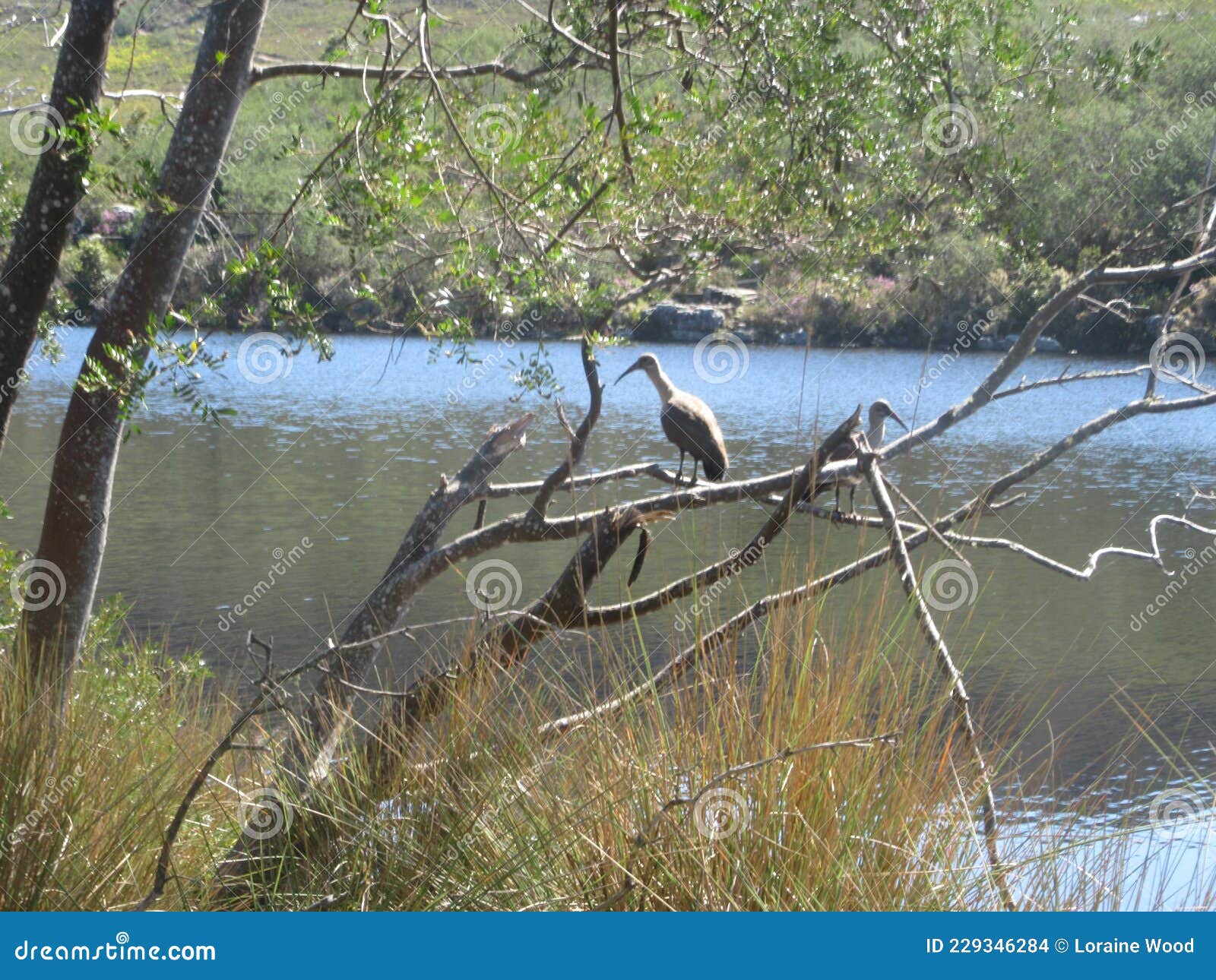 Hadeda Bird stock photo. Image of bird, grass, pond - 229346284