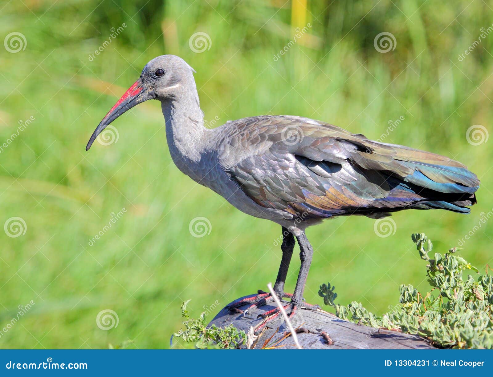 Hadeda Ibis stock image. Image of hadada, bird, hagedash - 13304231