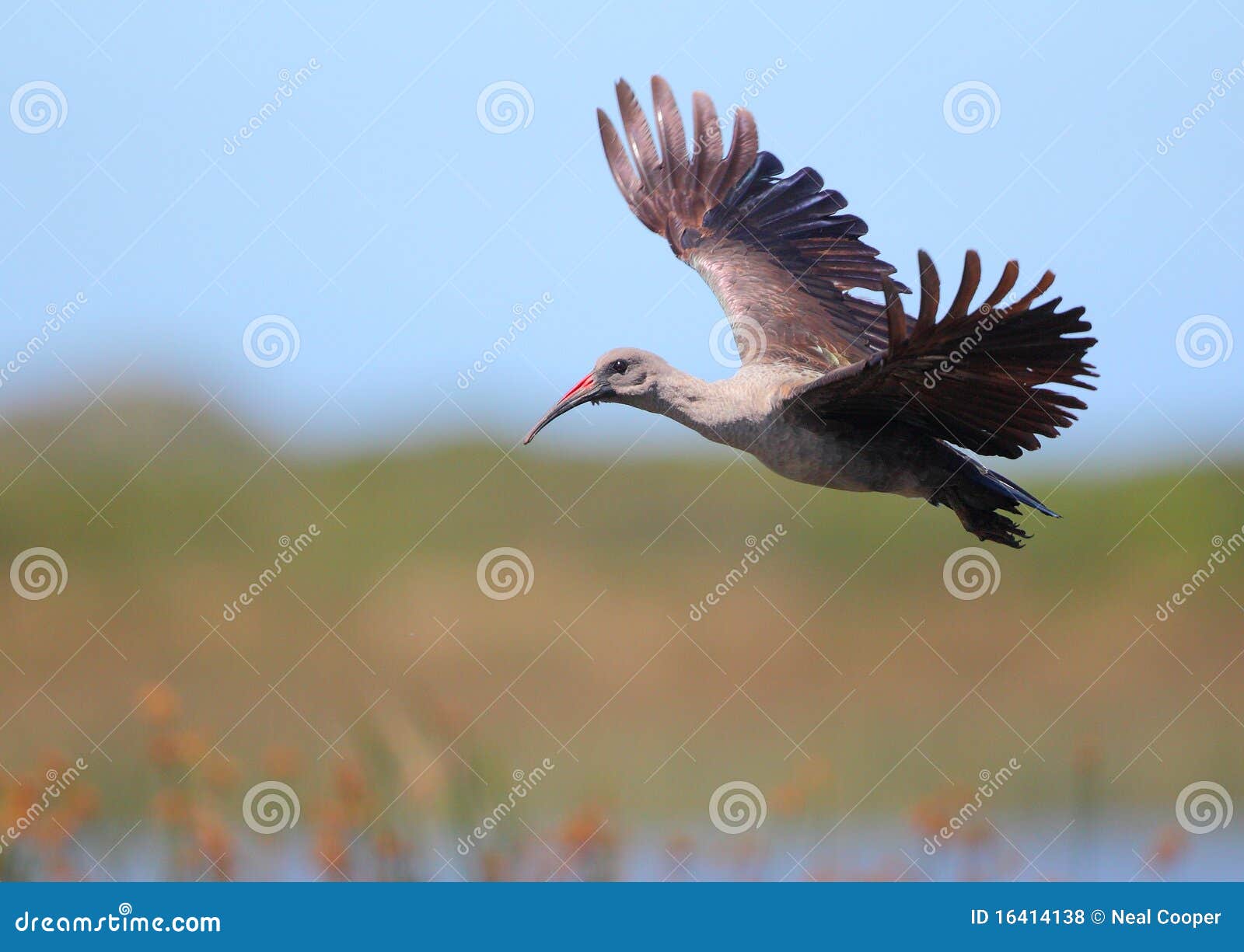Hadeda Ibis stock photo. Image of cape, ibis, town, africa - 16414138