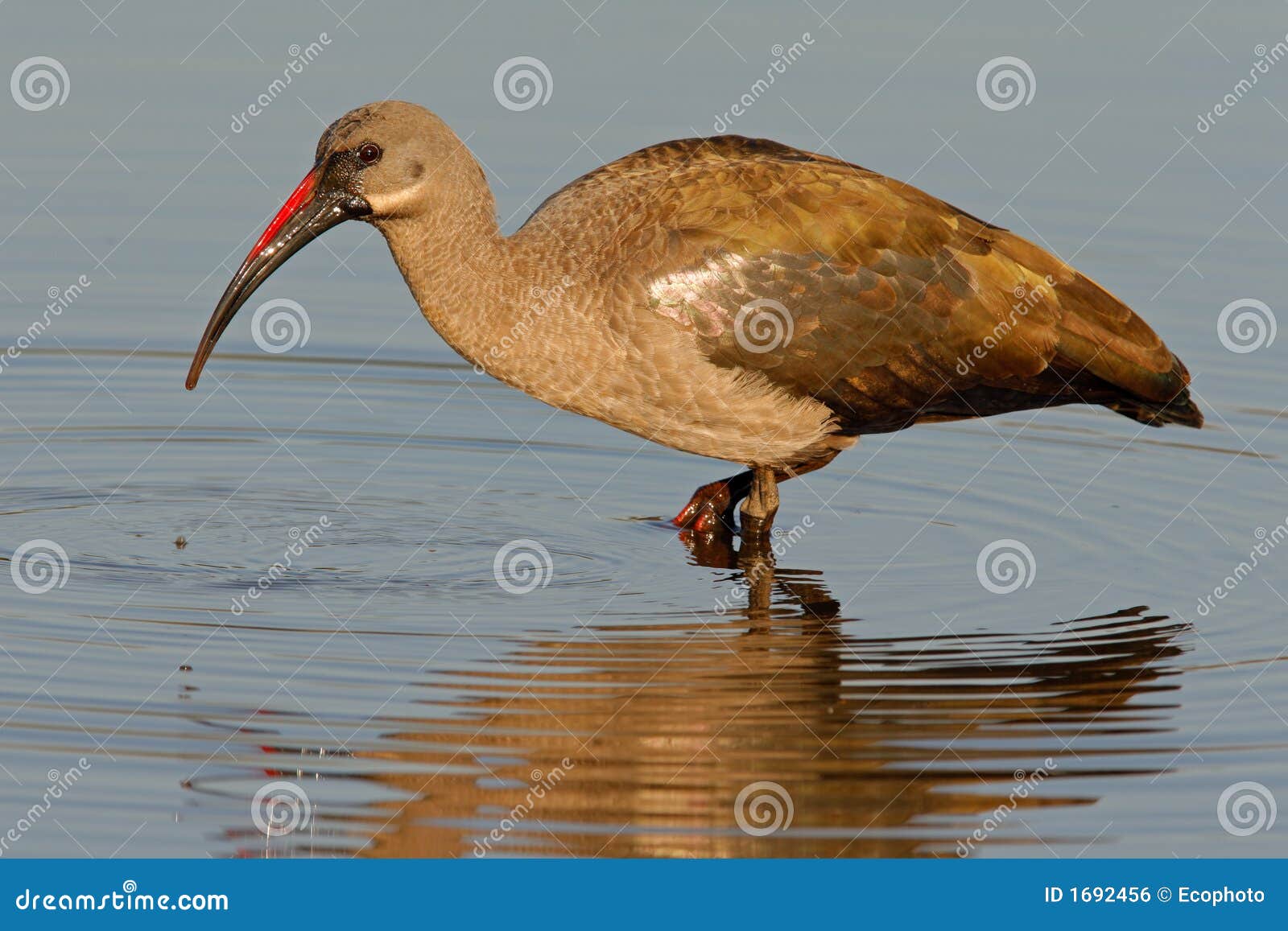 Hadeda Ibis stock photo. Image of claw, natural, flies - 1692456