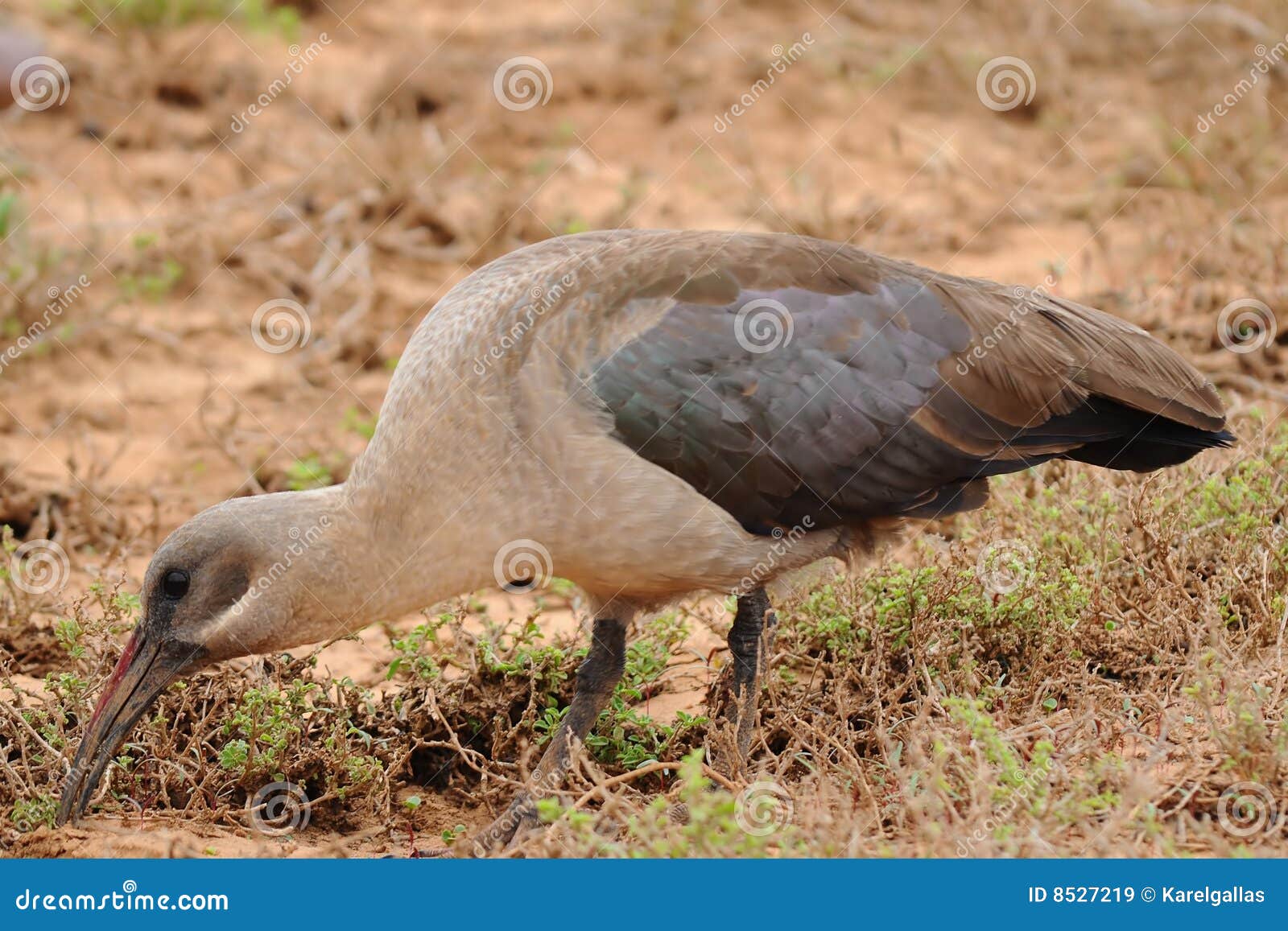 Hadeda ibis stock image. Image of plumage, sheen, addo - 8527219