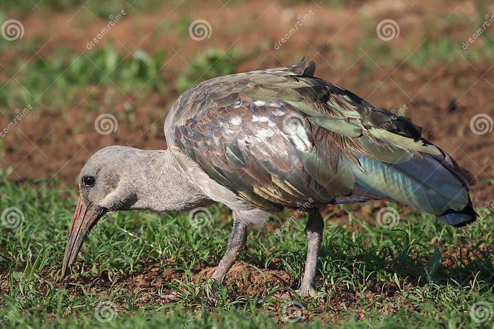 Hadeda Ibis Bird stock photo. Image of feathers, african - 13782750