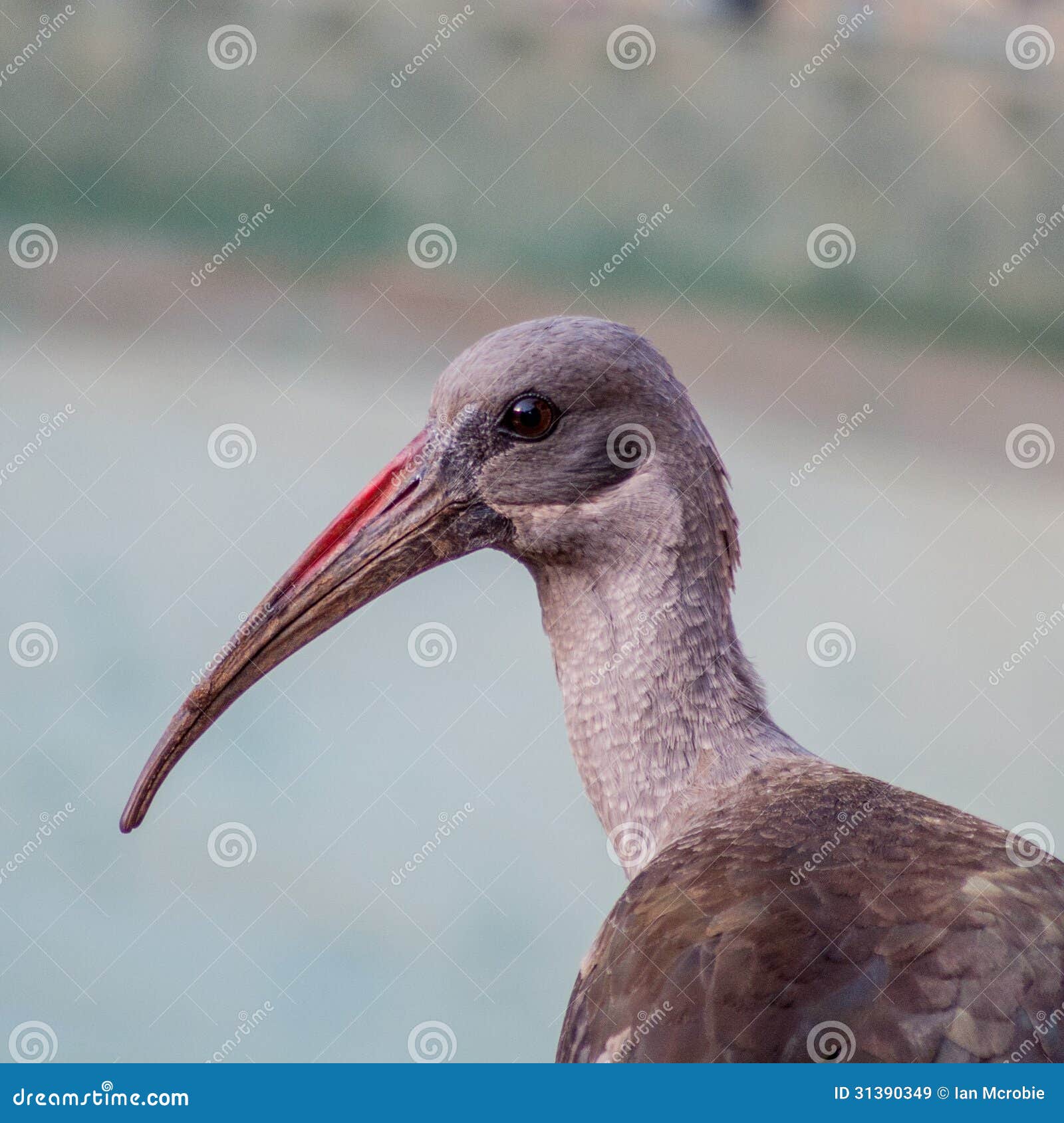 Hadeda or Ibis bird stock image. Image of beak, animal - 31390349