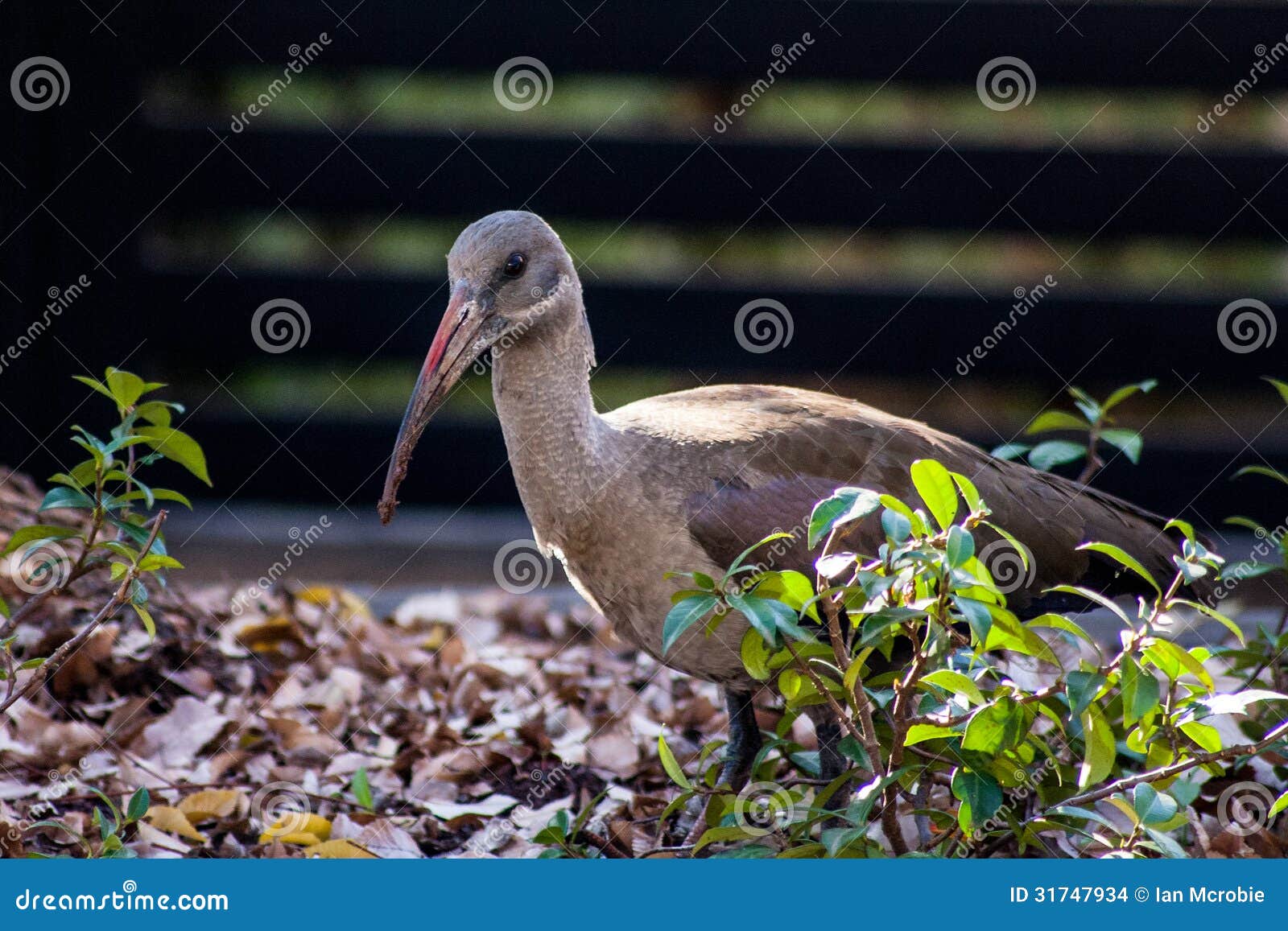 Hadeda or Ibis bird stock photo. Image of avian, wading - 31747934