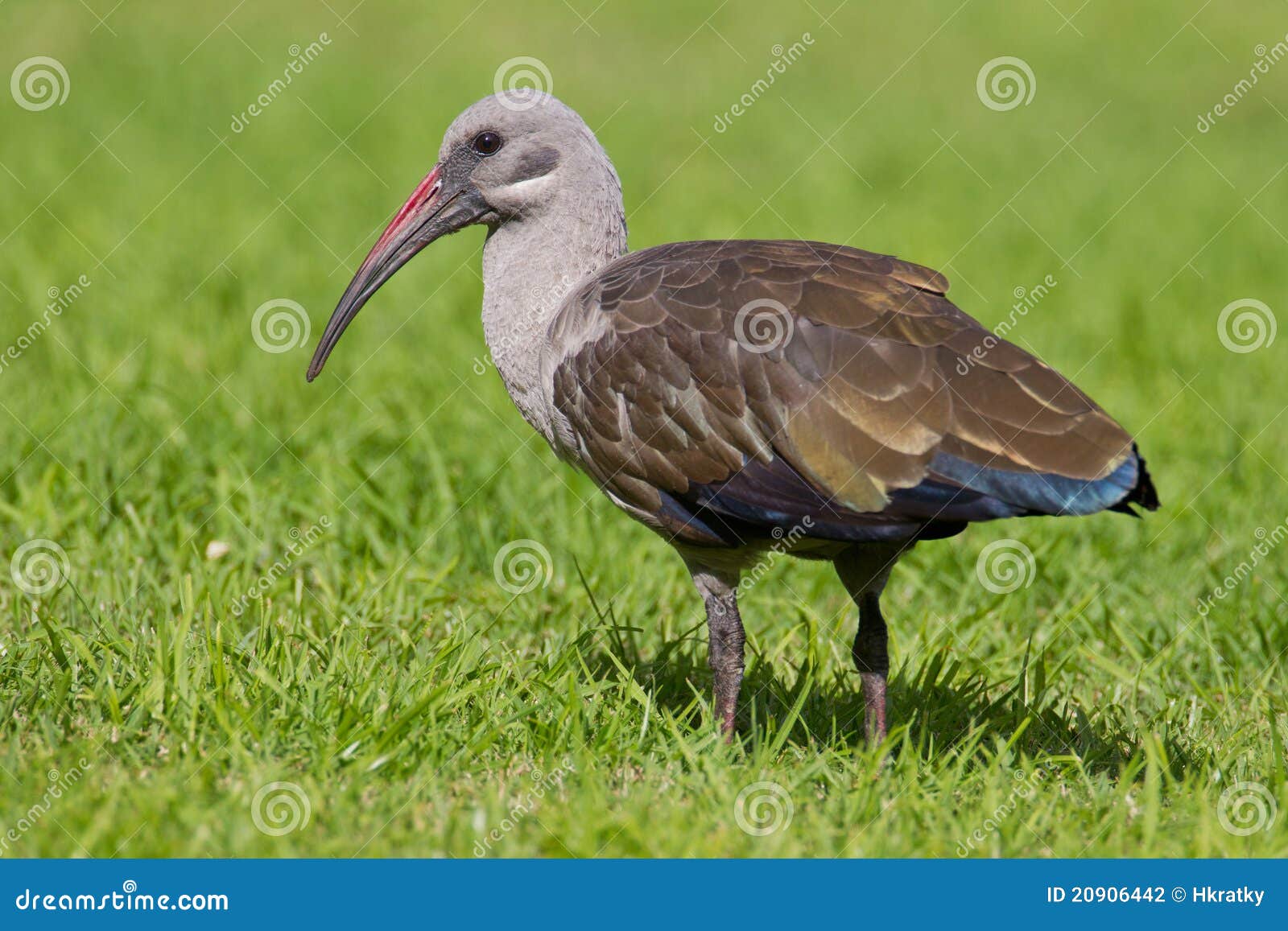 Hadeda Ibis (bostrychia Hagedash) Stock Photo - Image of wild, wildlife ...