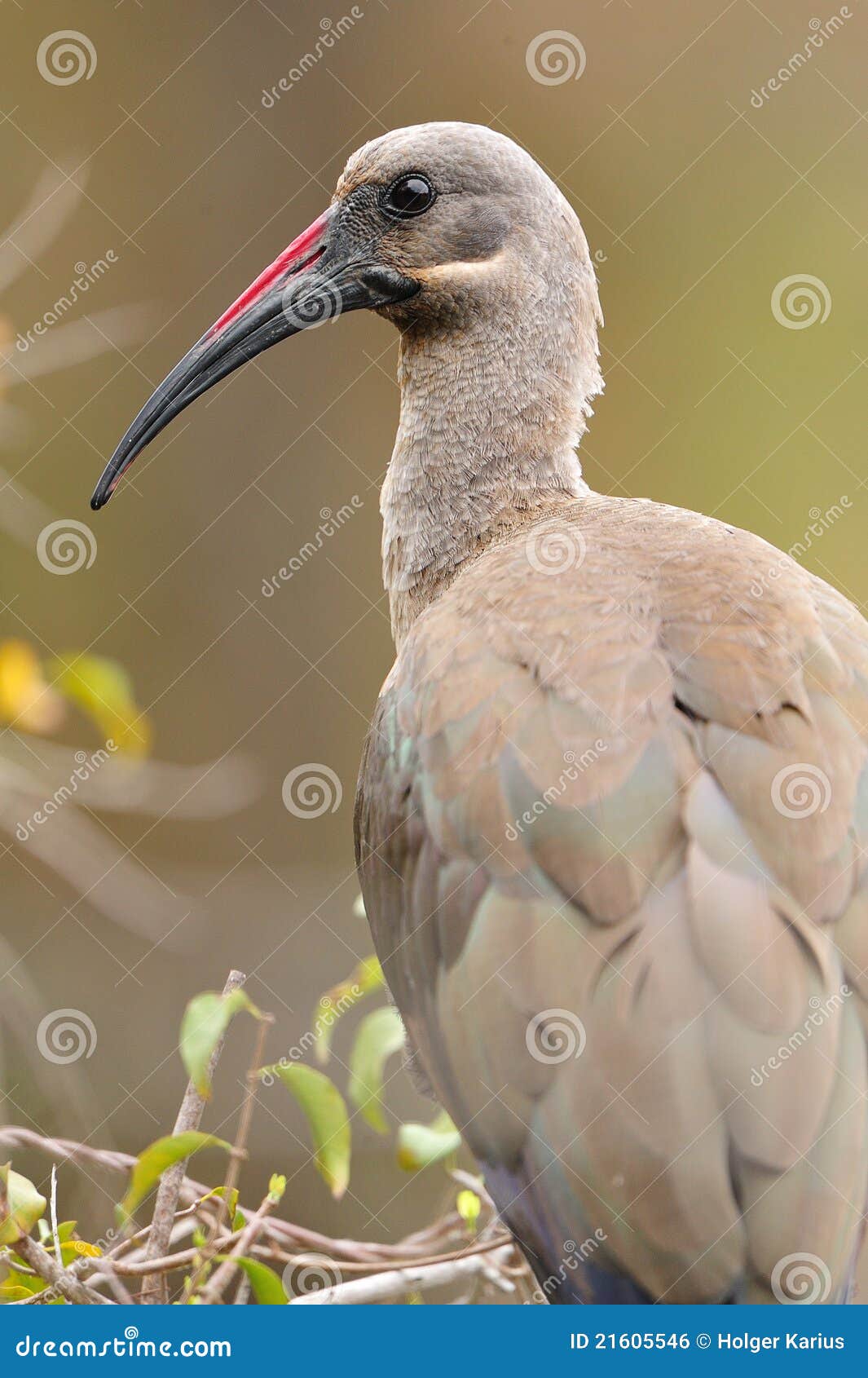 201 Hadeda Ibis Bostrychia Hagedash Stock Photos - Free & Royalty-Free ...
