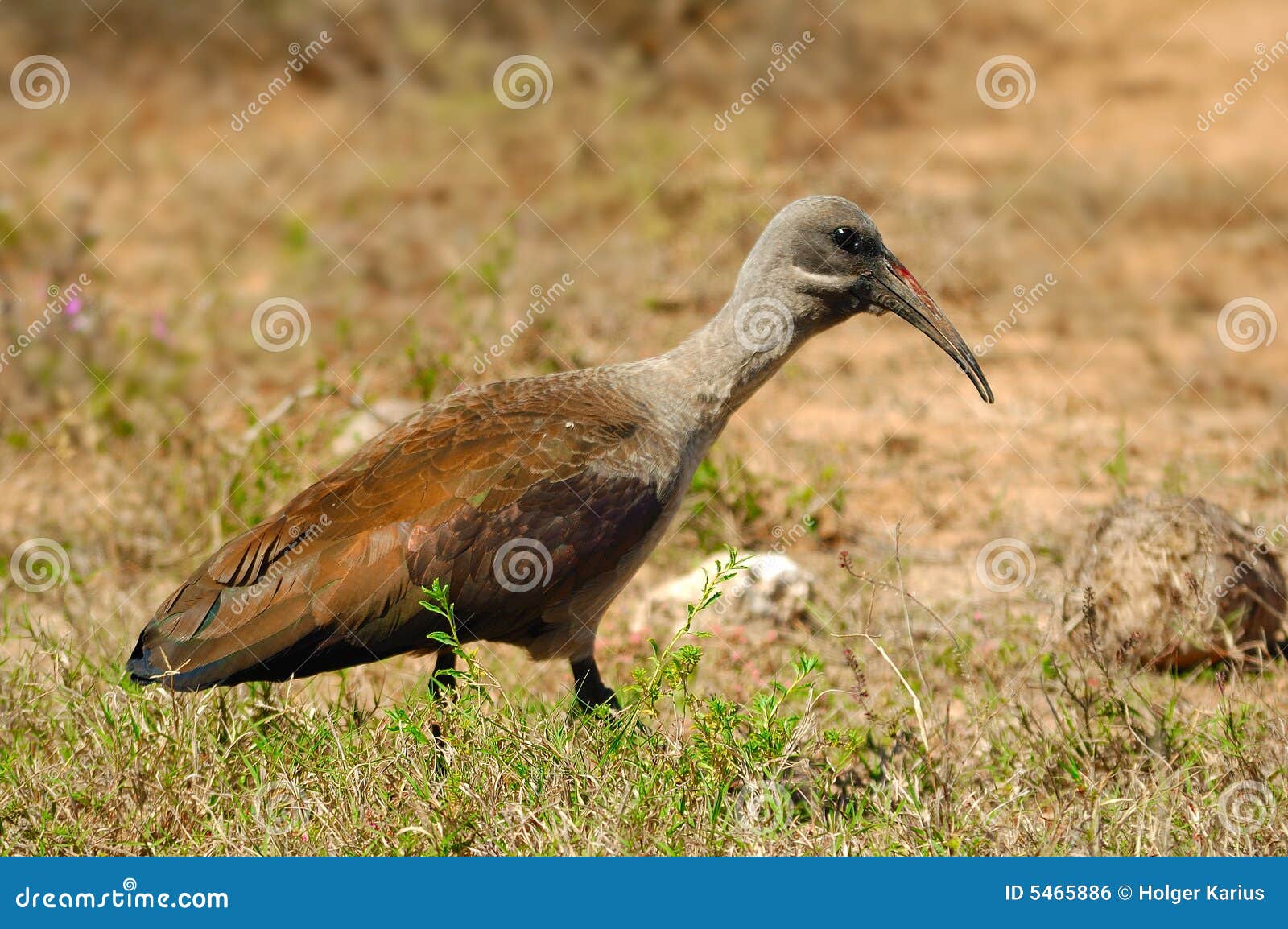 Hadeda Ibis (Bostrychia Hagedash) Stock Photo - Image of hagedash ...