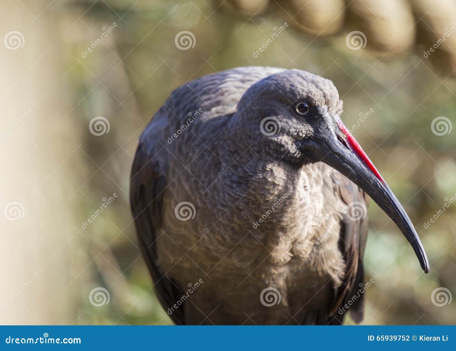 Hadeda Ibis (Bostrychia Hagedash) Stock Photo - Image of wild, ruff ...