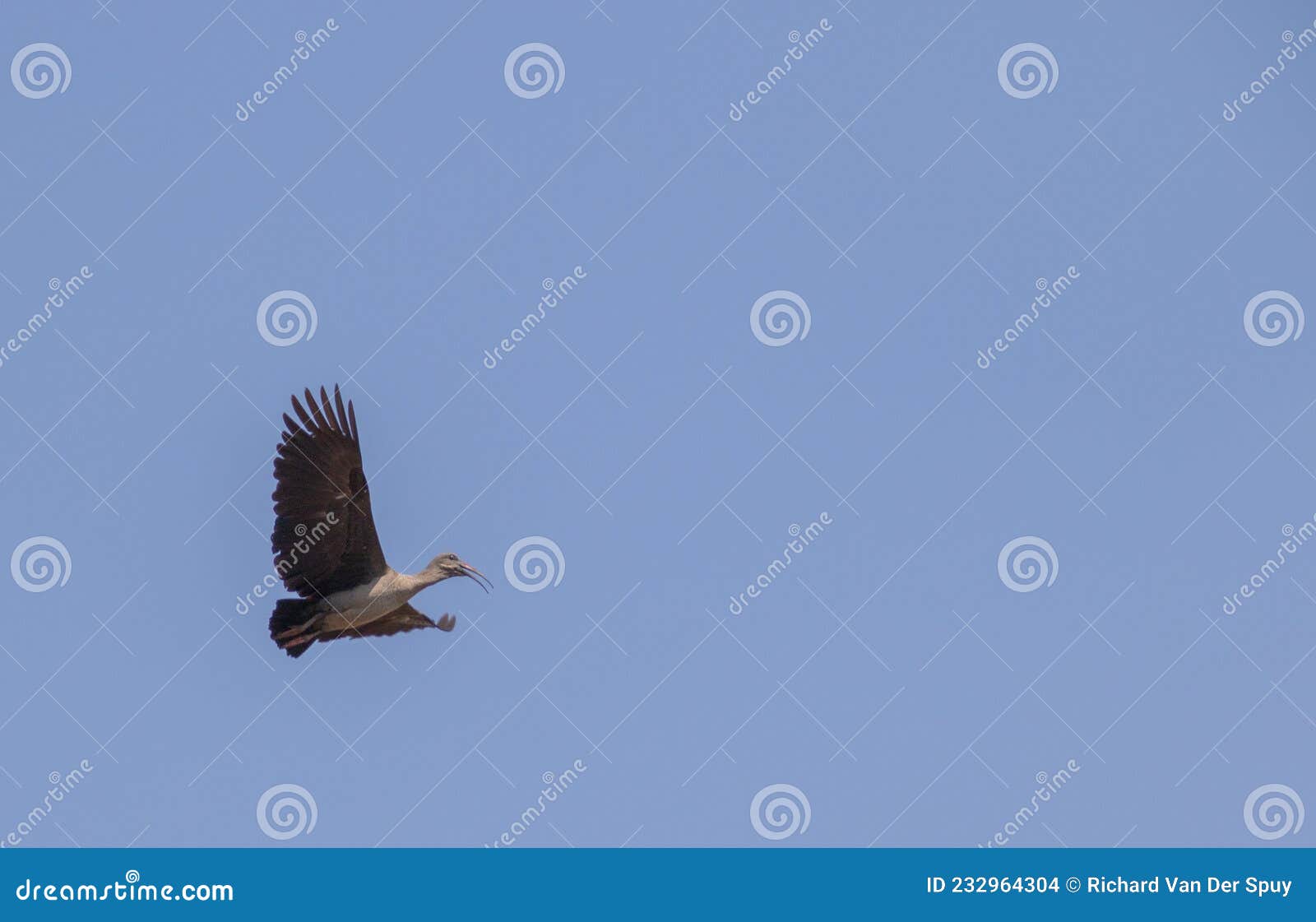 Hadeda Ibis Isolated in Flight Stock Photo - Image of flight, bird ...